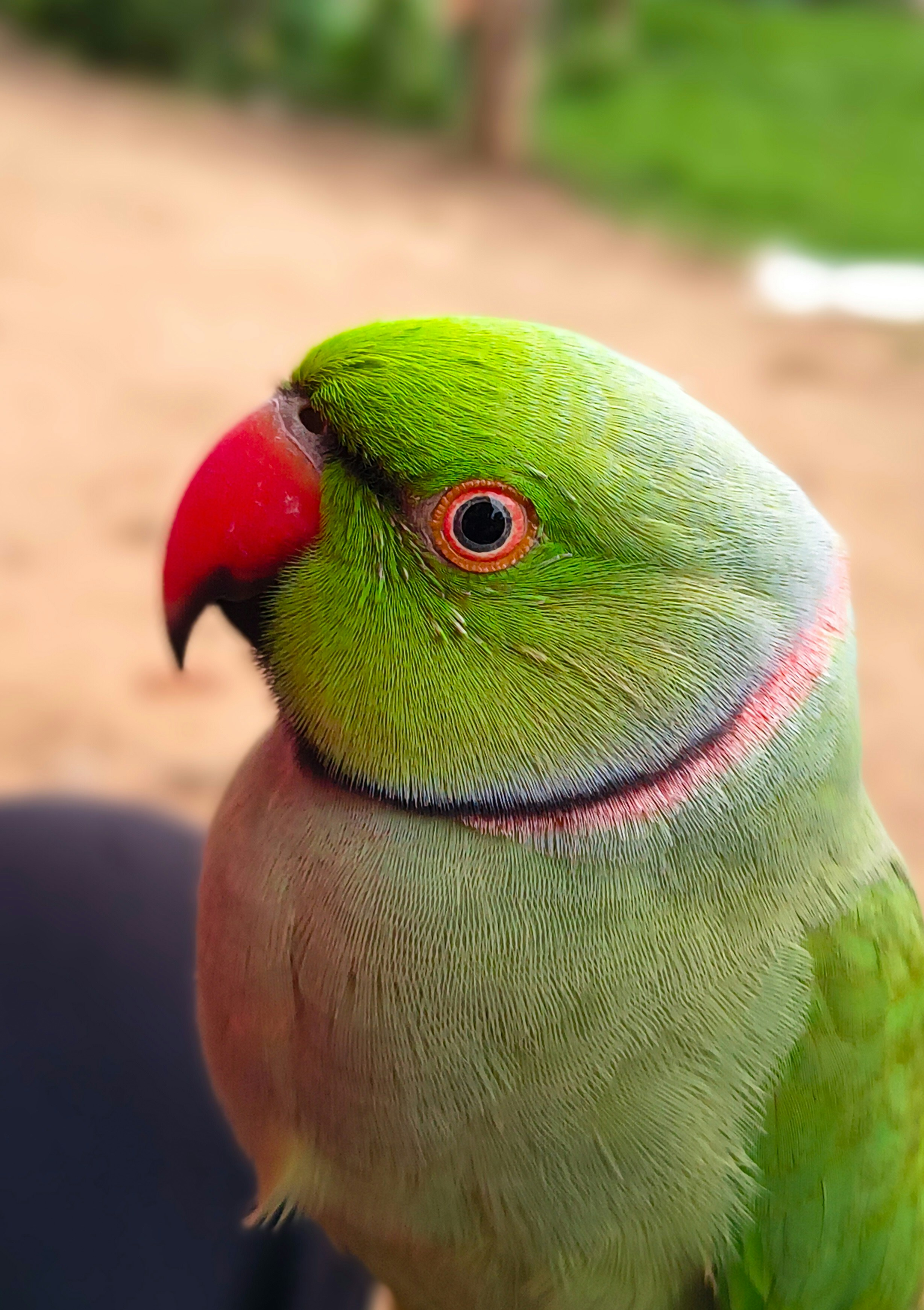 Emerald Beak: Close-Up of a Green Parrot with Red Eye Ring