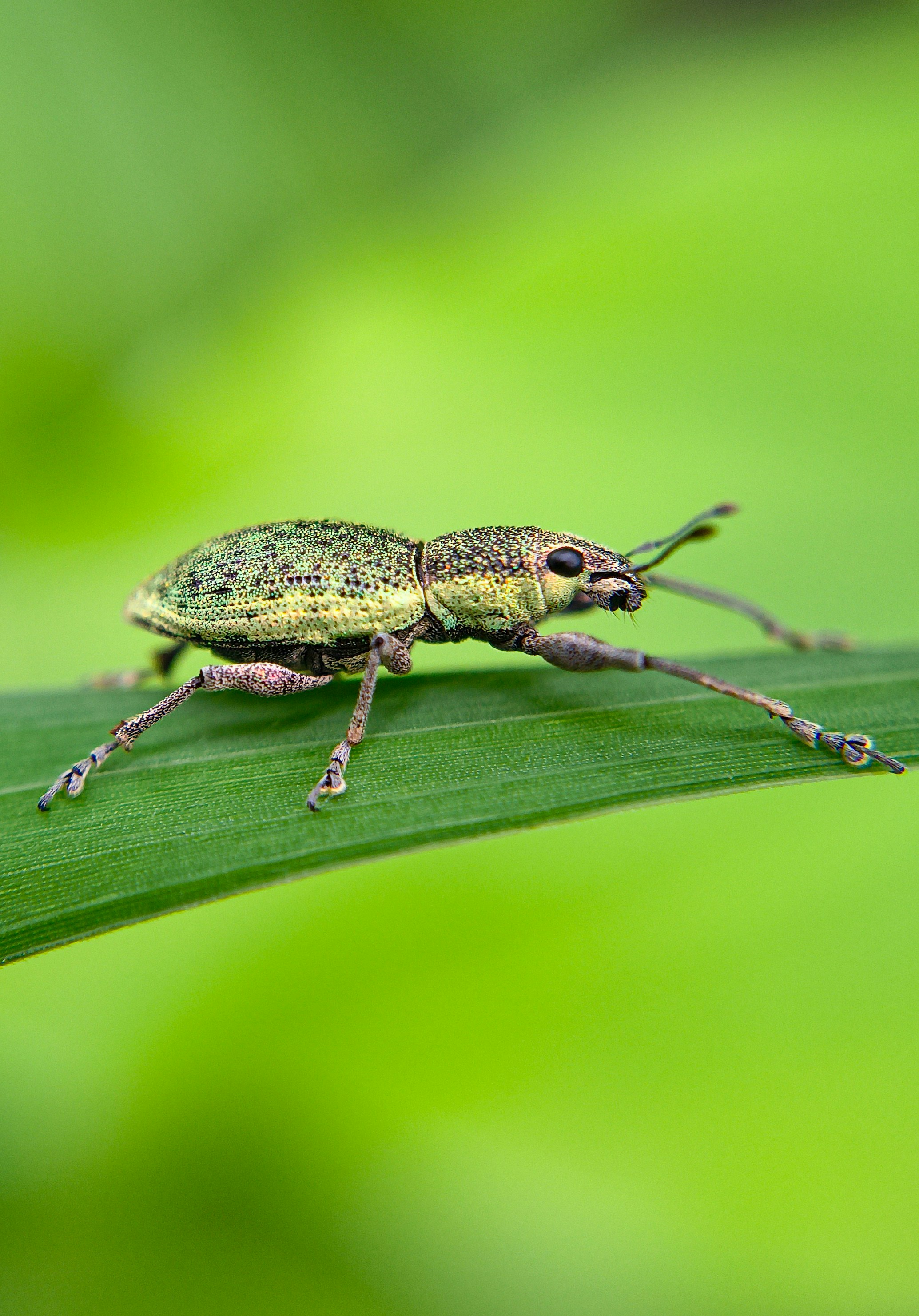 A green weevil on a bright green leaf.