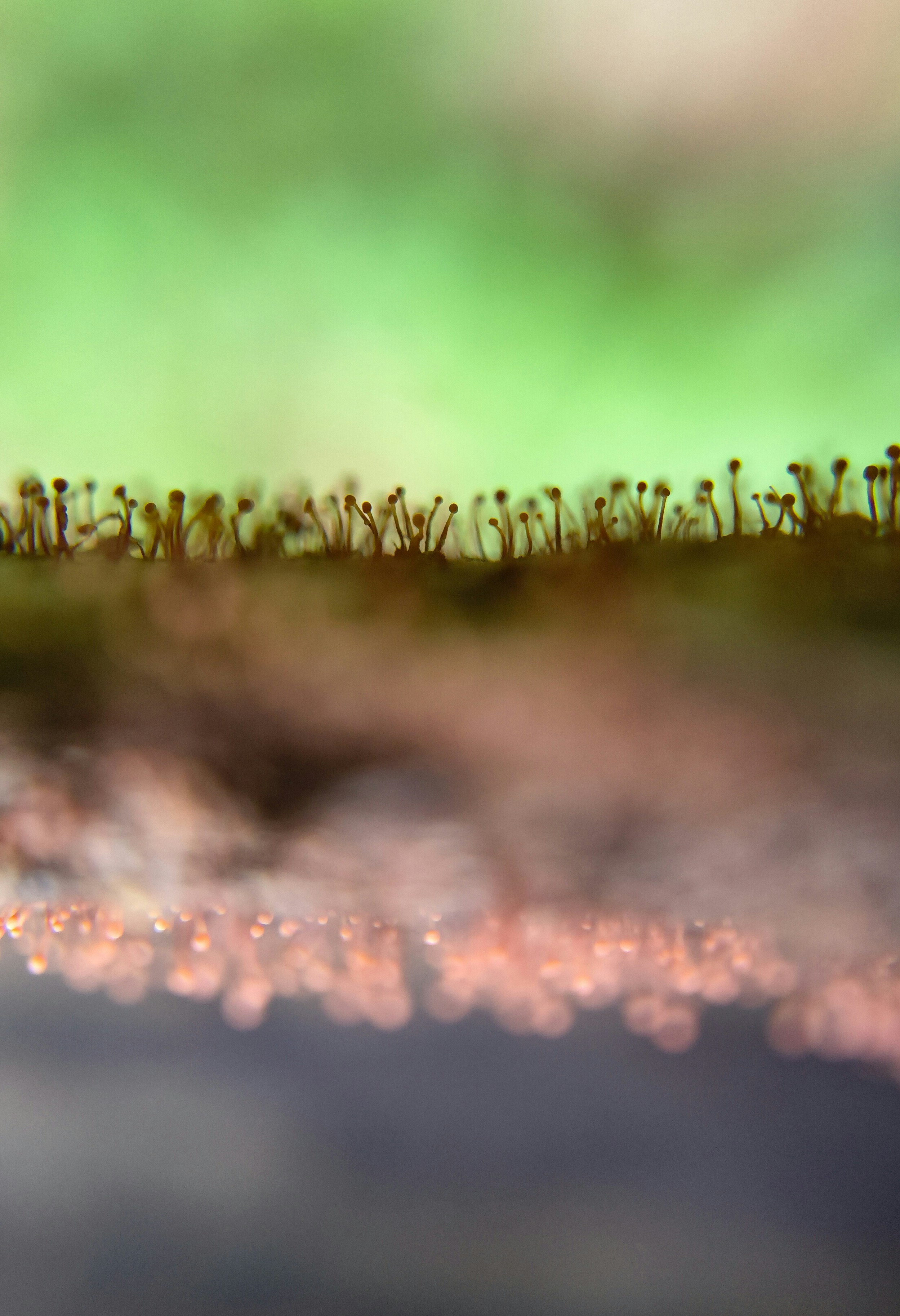Microgreen Skyline: A Tender Ridge of Fungi–Like Spores Along the Edge