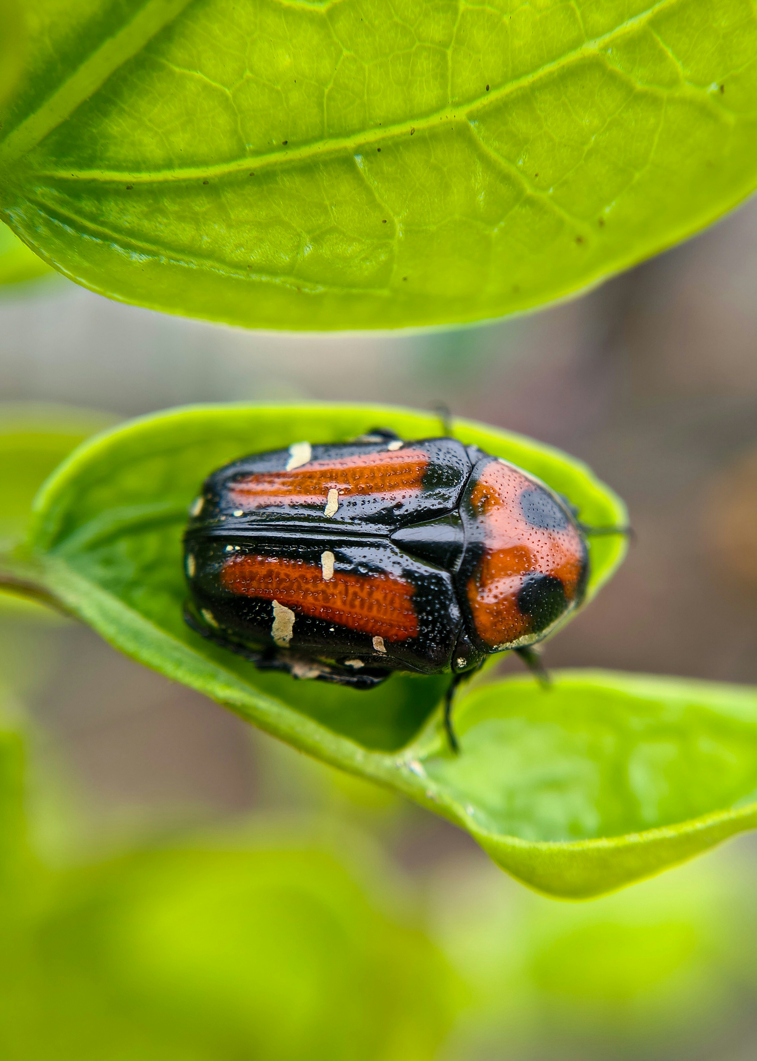 Colorful Beetle on a Green Leaf: A Micro-Nature Portrait