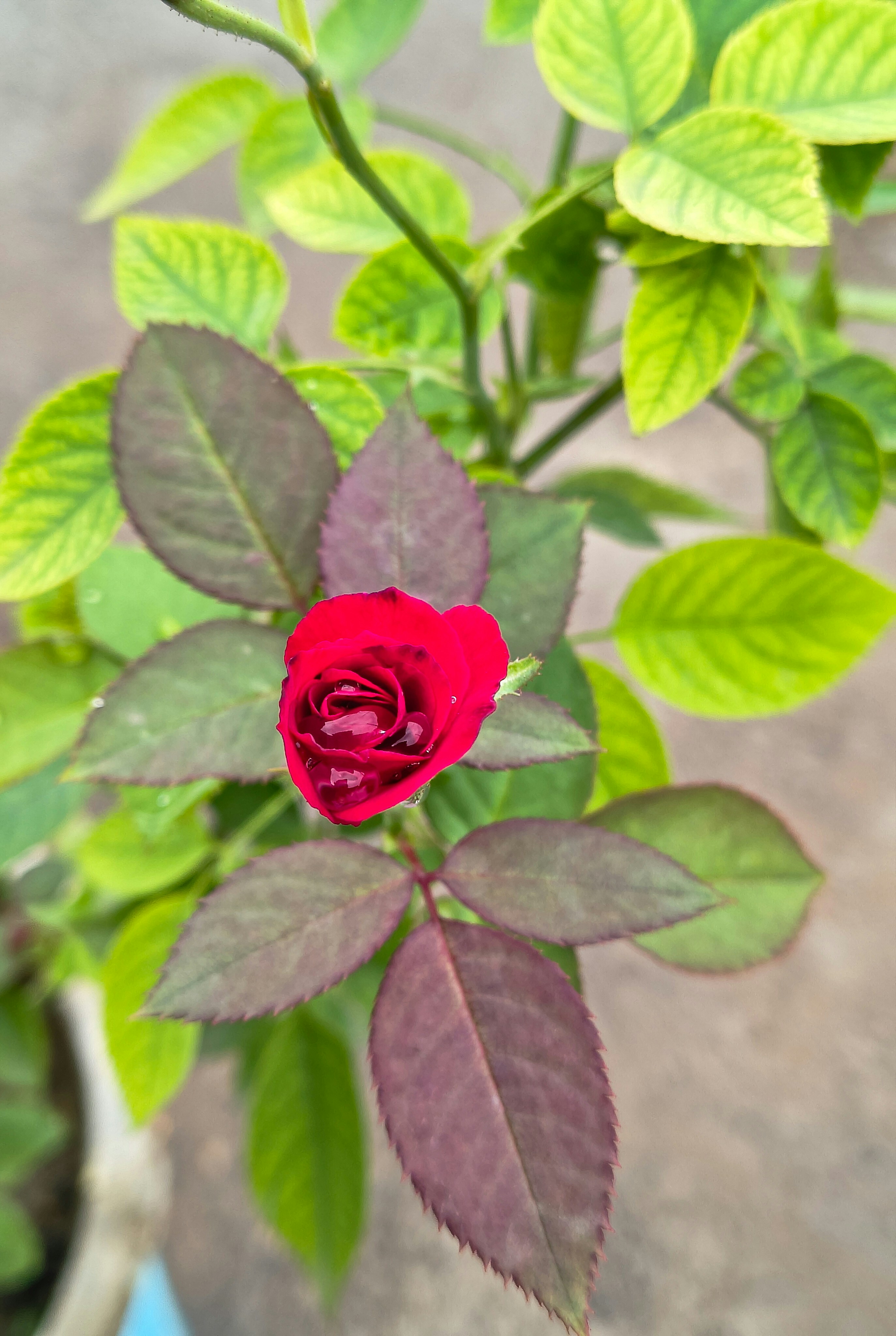 Crimson Rose Centered Amid Lush Green and Purple-Tinted Leaves