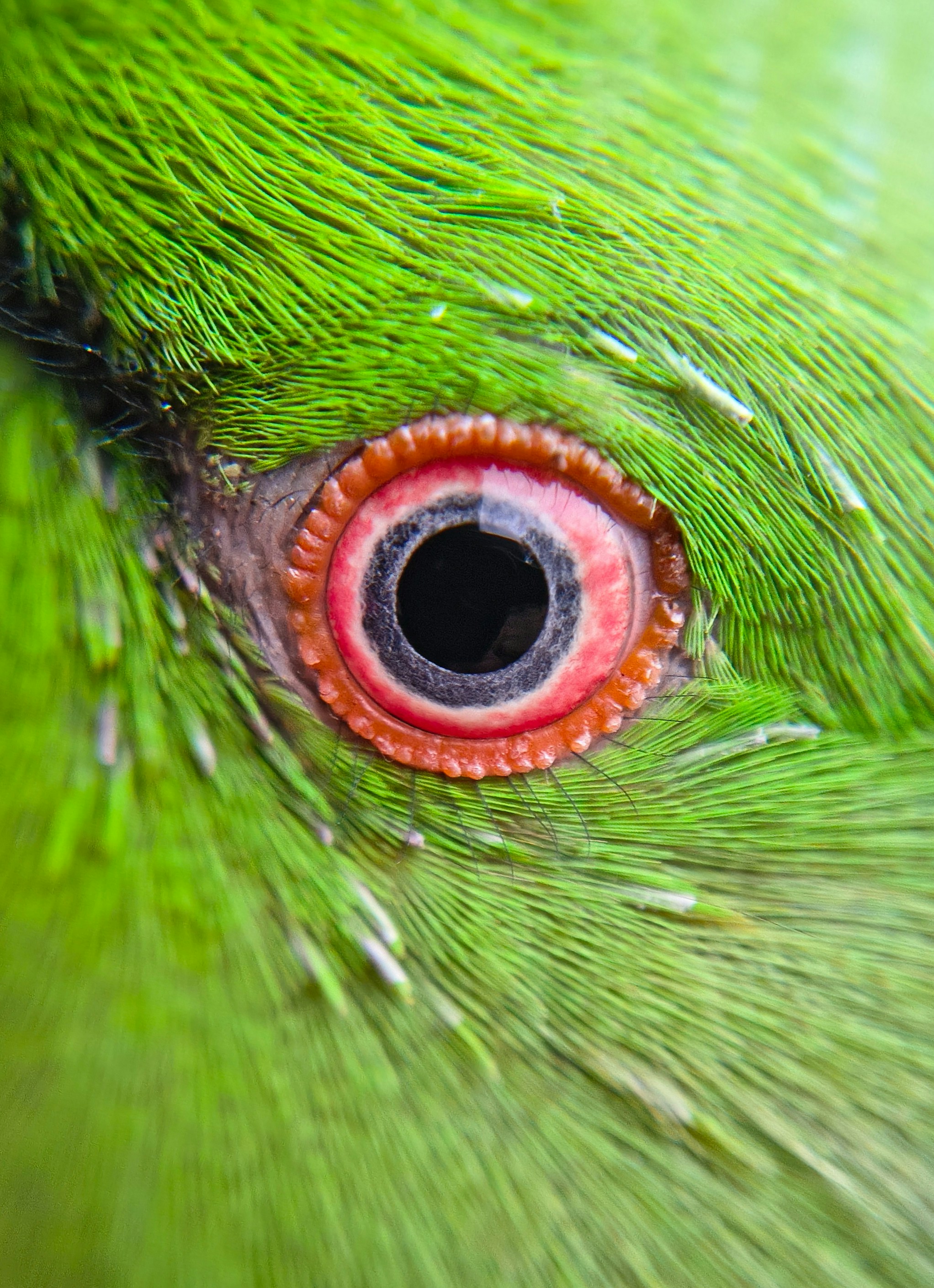Crimson Iris at the Eye of a Feathered Green