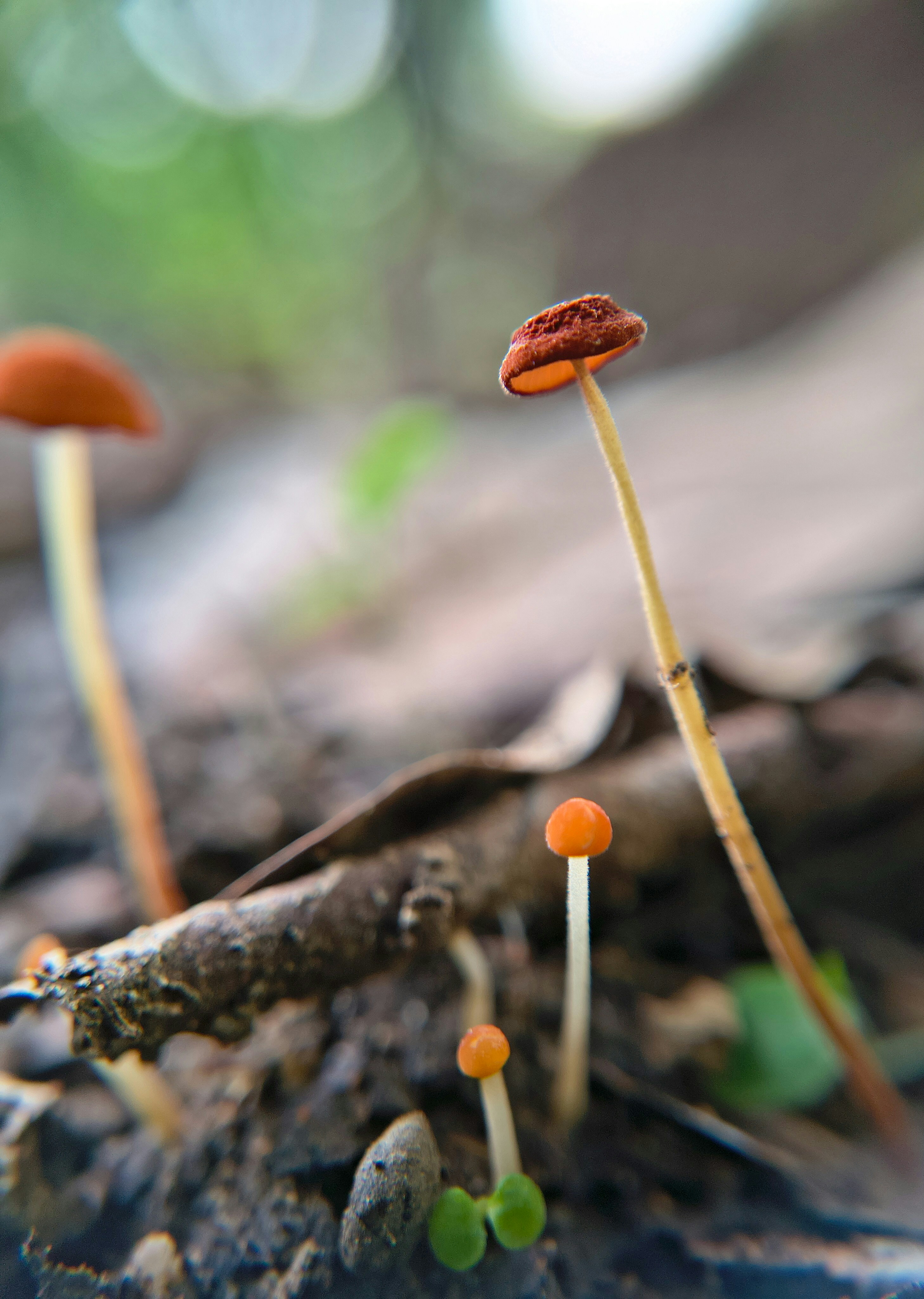 Tiny orange-capped mushrooms rise from the forest floor