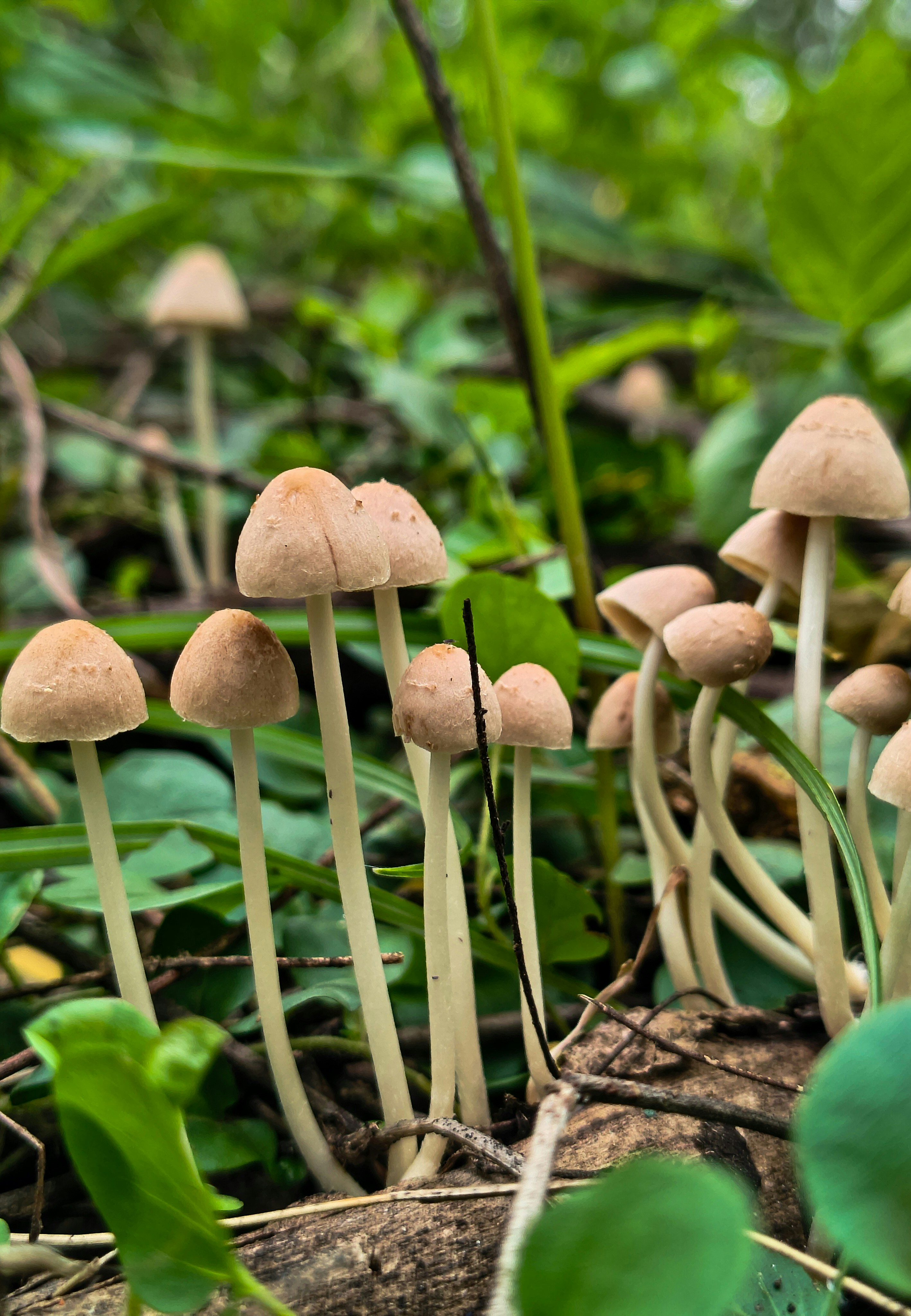 Mushroom Choir: An Intentional Patch of Tiny Caps in a Forest Glow