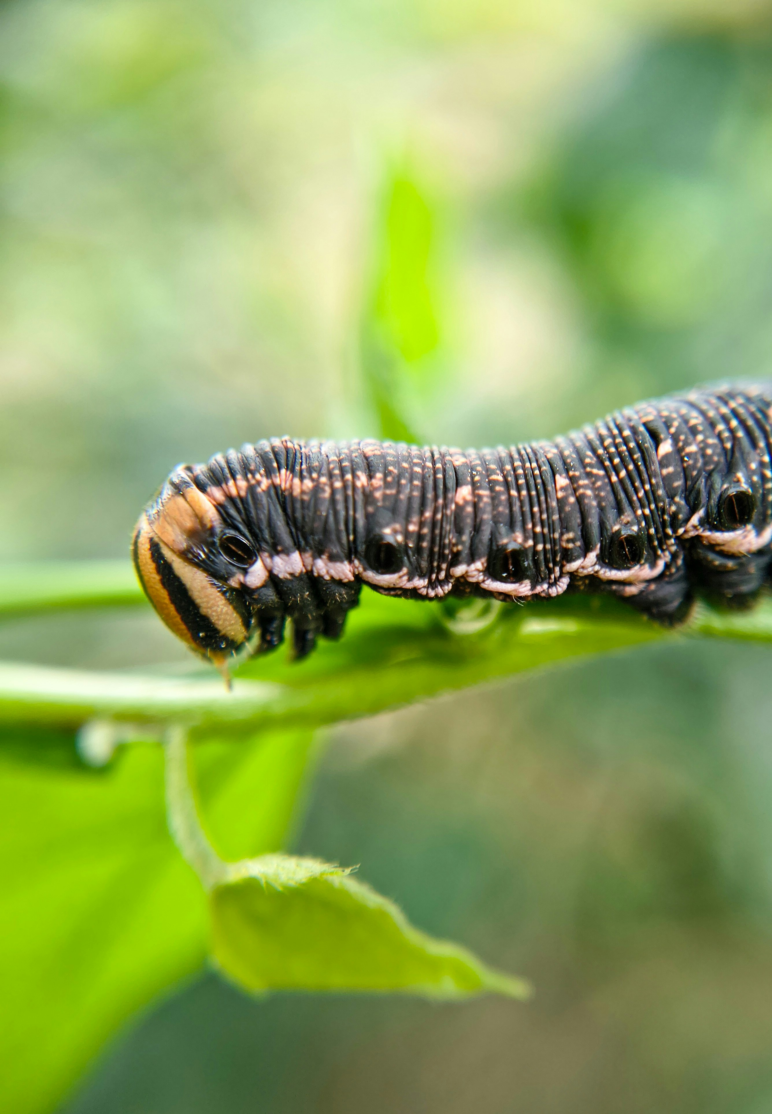 Caterpillar on a Green Stage: A Close-Up of Striated Segments
