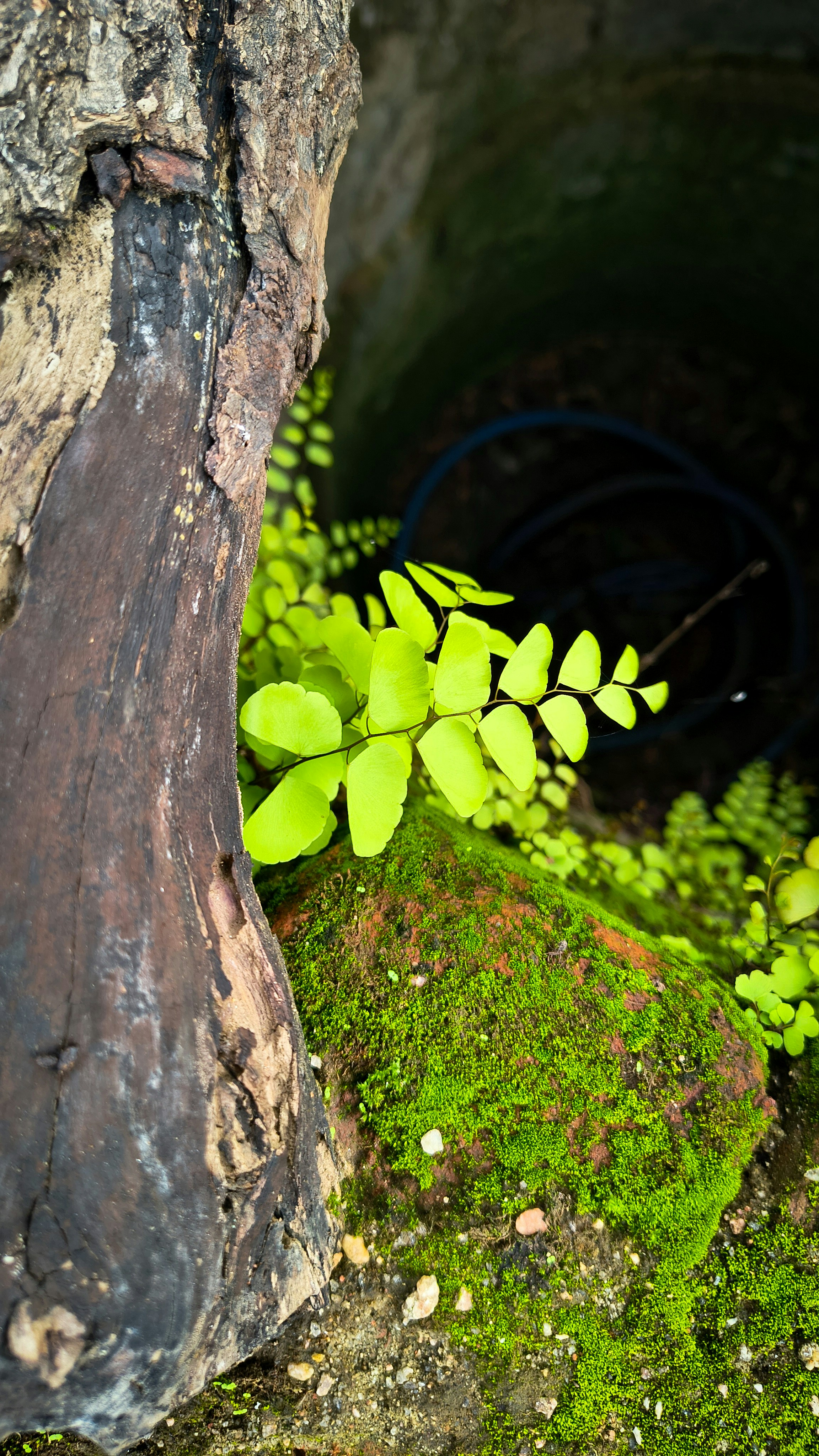 Bright fern shoots emerge from mossy crevice beside weathered timber