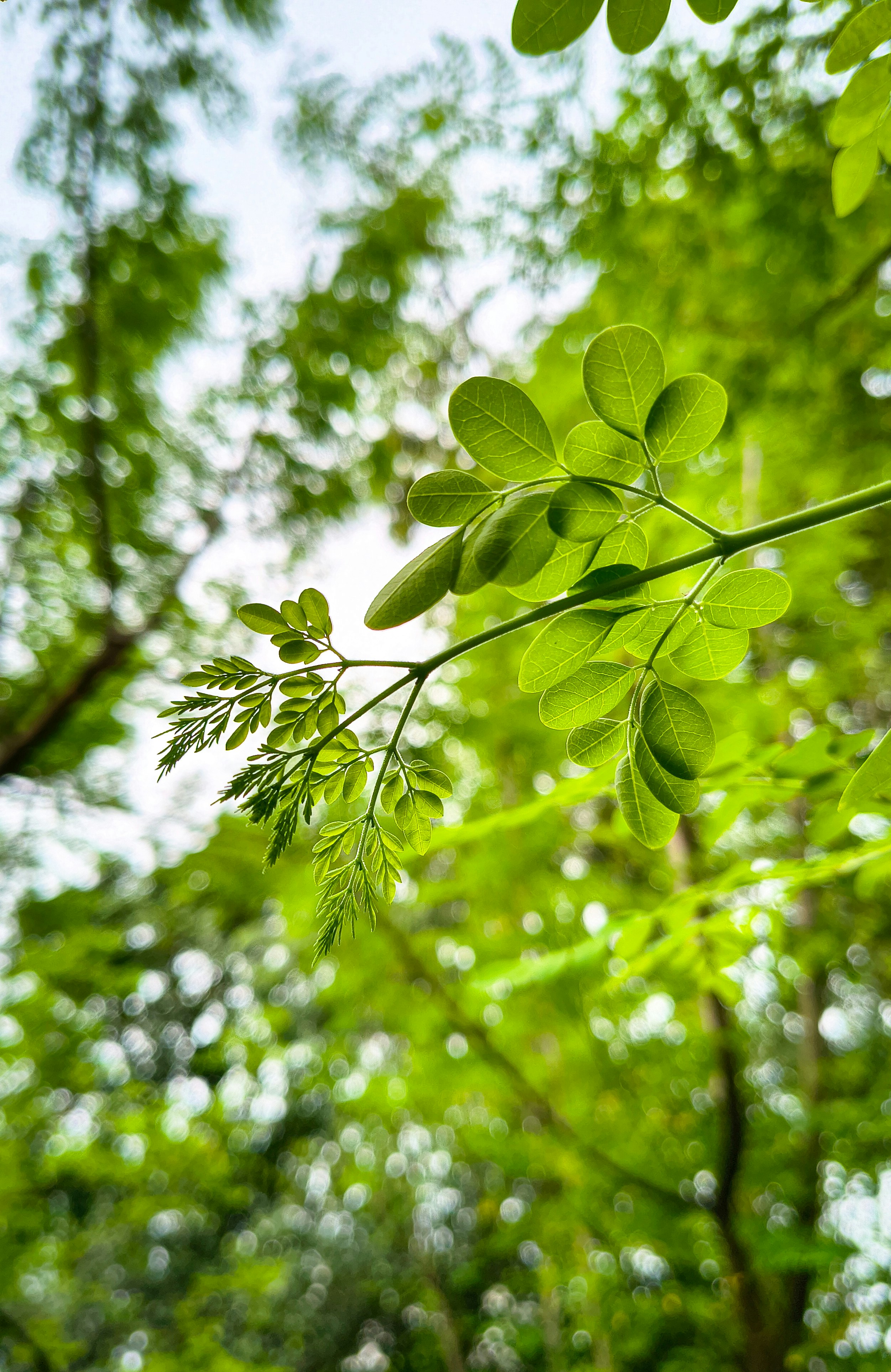 Branching Greenery: A Close-Up of Fresh Leaflets Reaching Toward the Sky