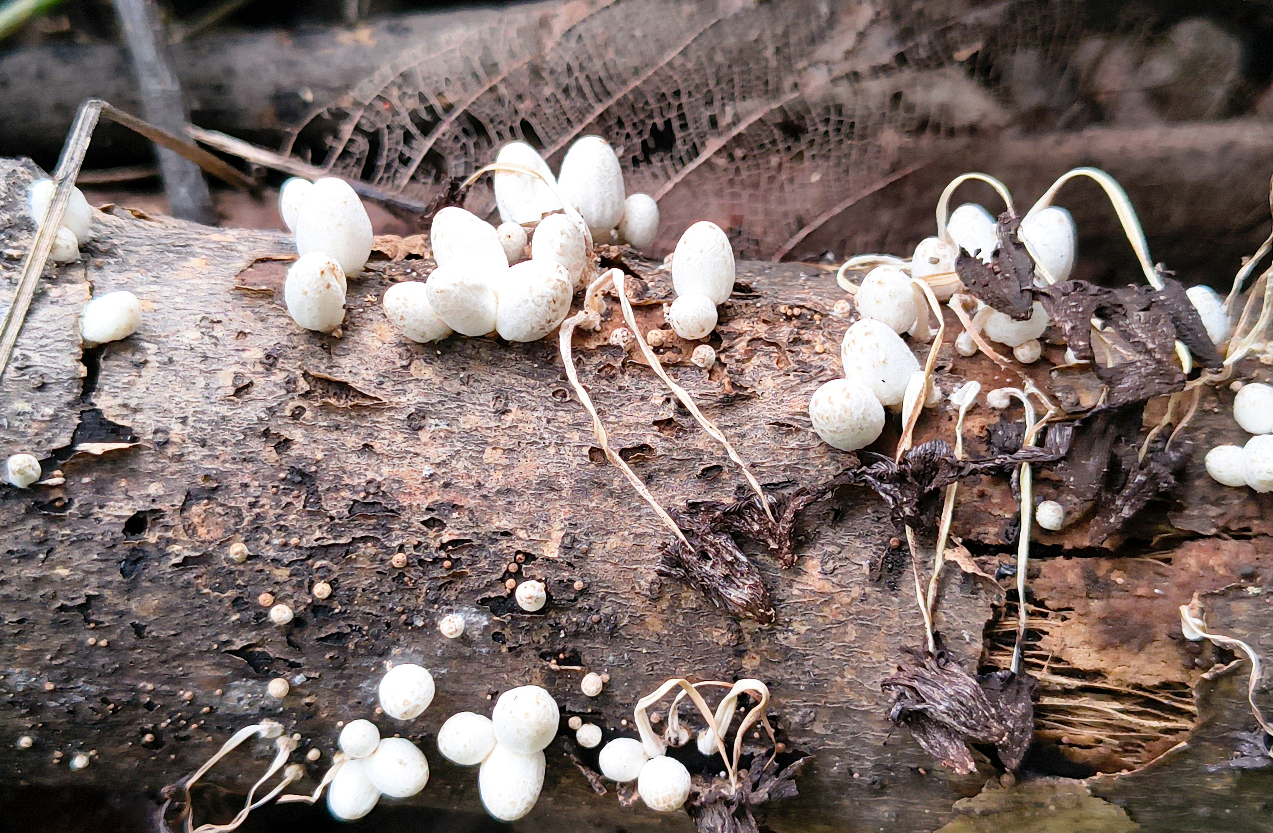 Tiny White Mushrooms Pushing Through Log Debris