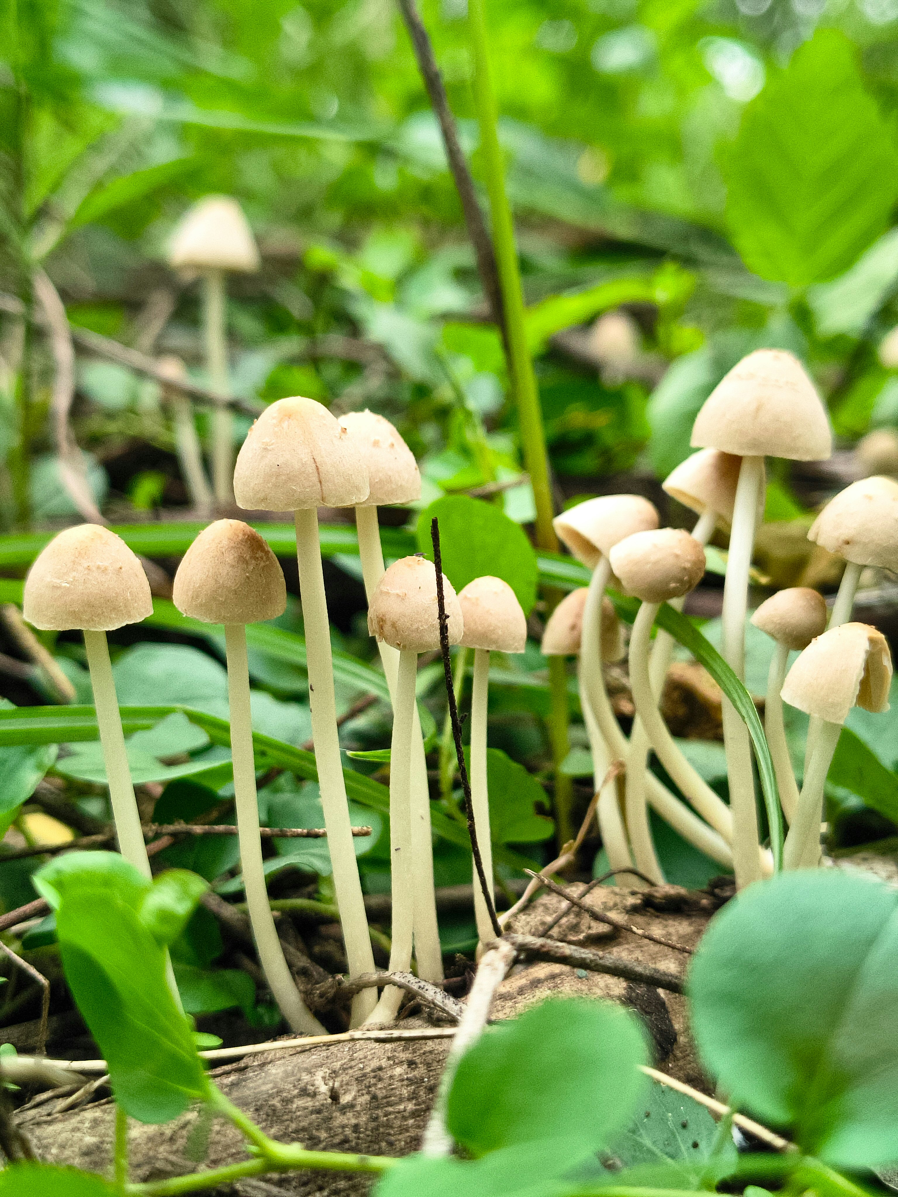 Undergrowth Choir: A Cluster of Delicate Mushrooms Emerges from the Forest Floor