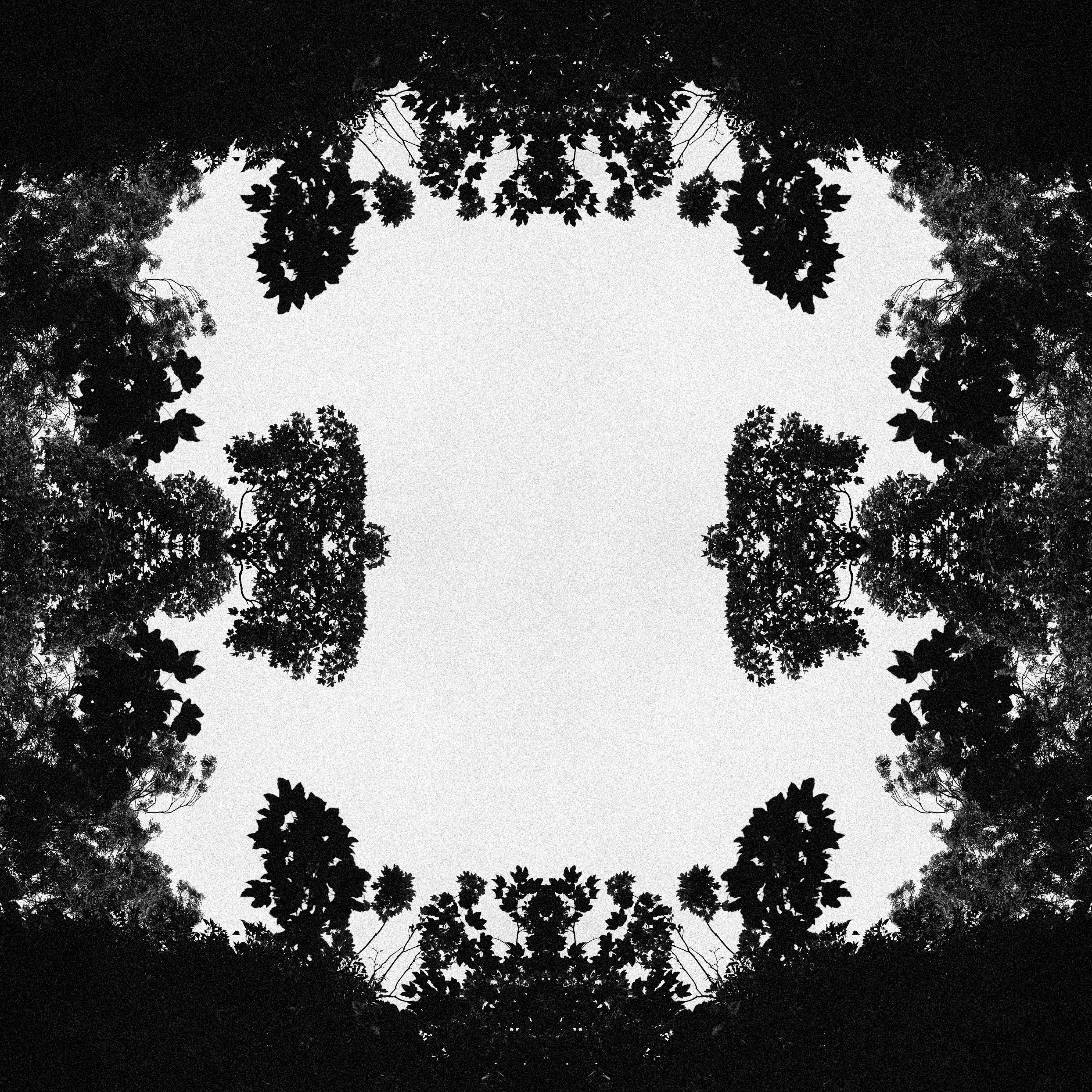 Monochrome upward view of treetop silhouettes forming a square, sky-centered frame; a symmetrical, abstract forest alcove with high-contrast foliage around a pale center.