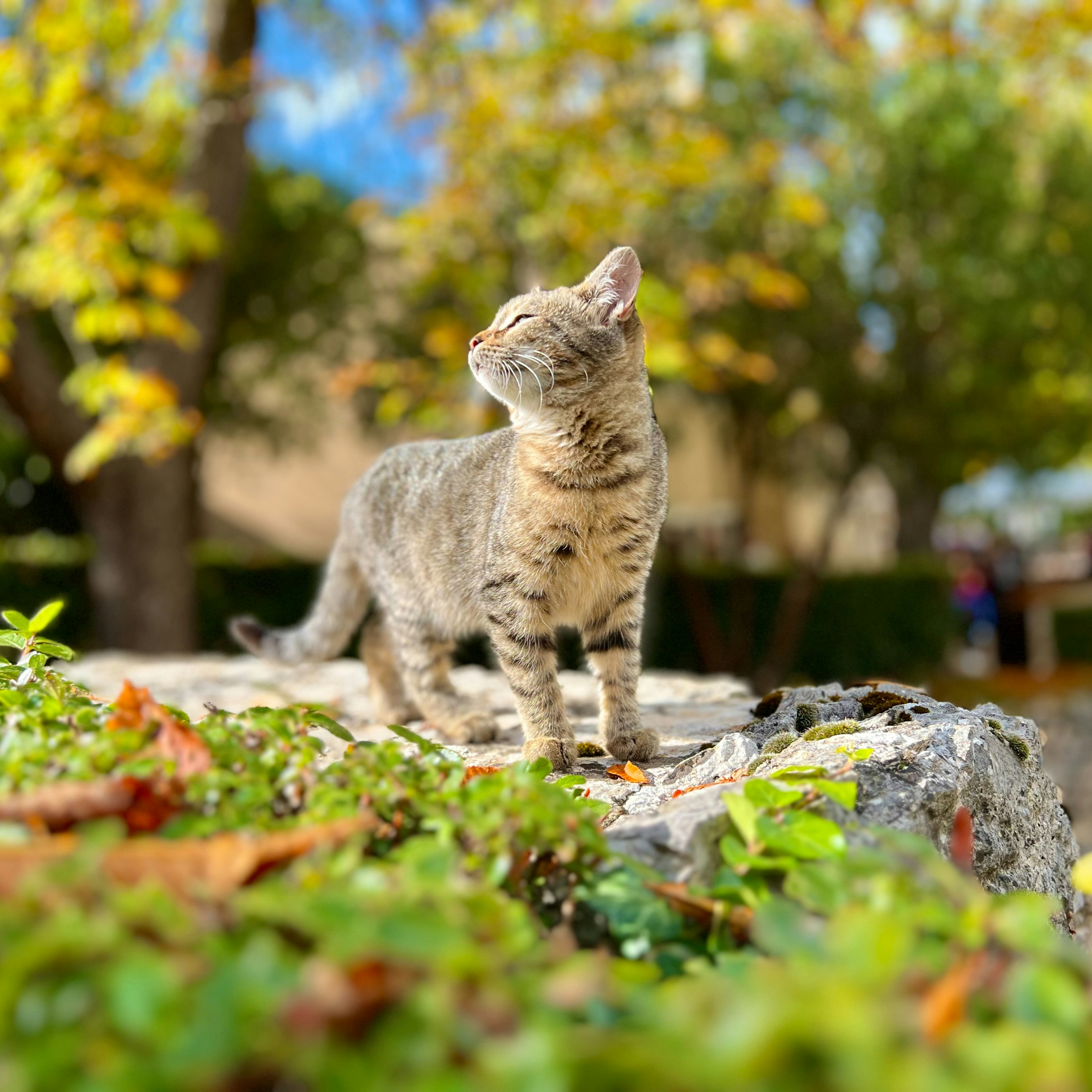Curious Cat on a sunlit garden wall