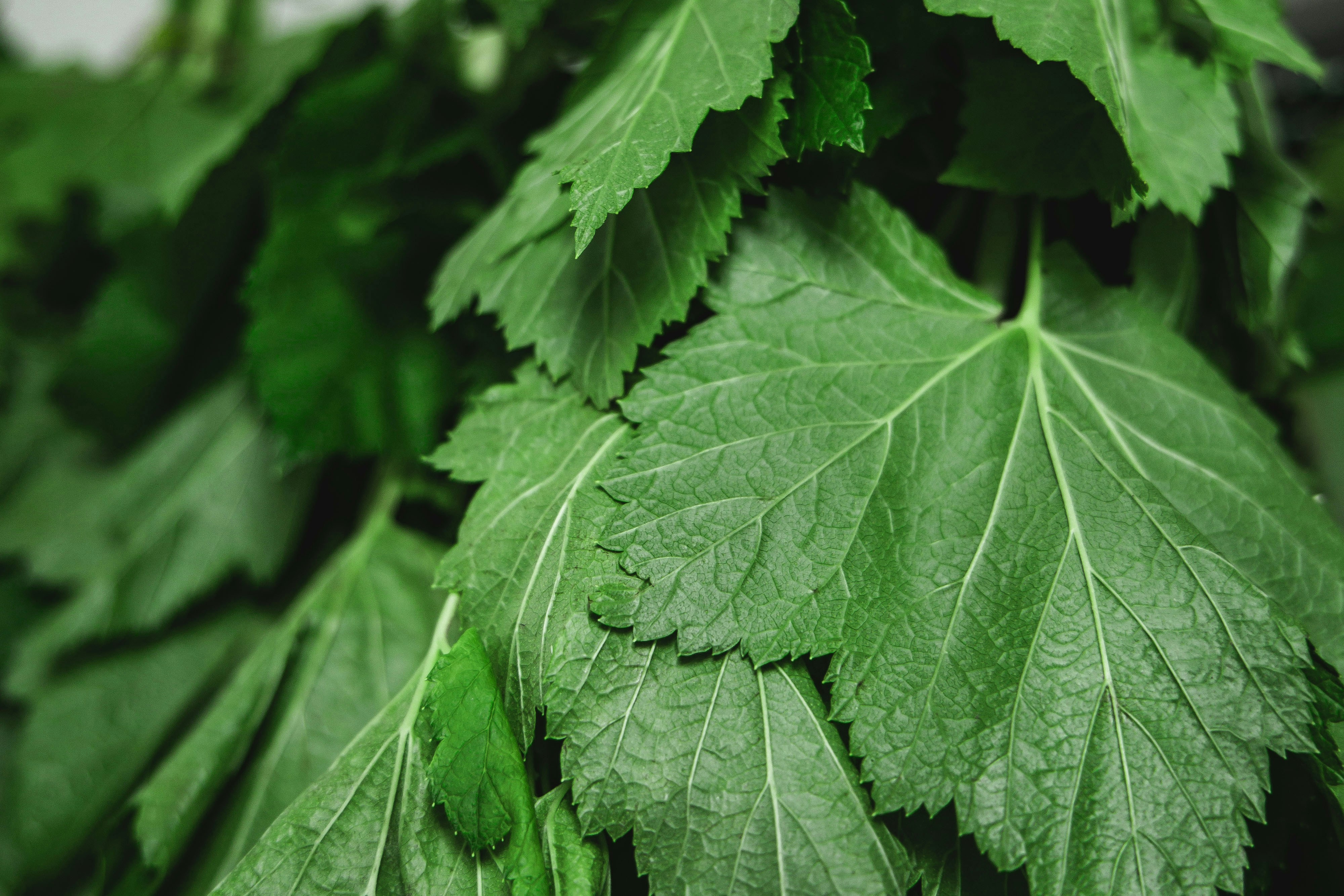 Emerald Vein: Close-Up of Layered Leaf Texture