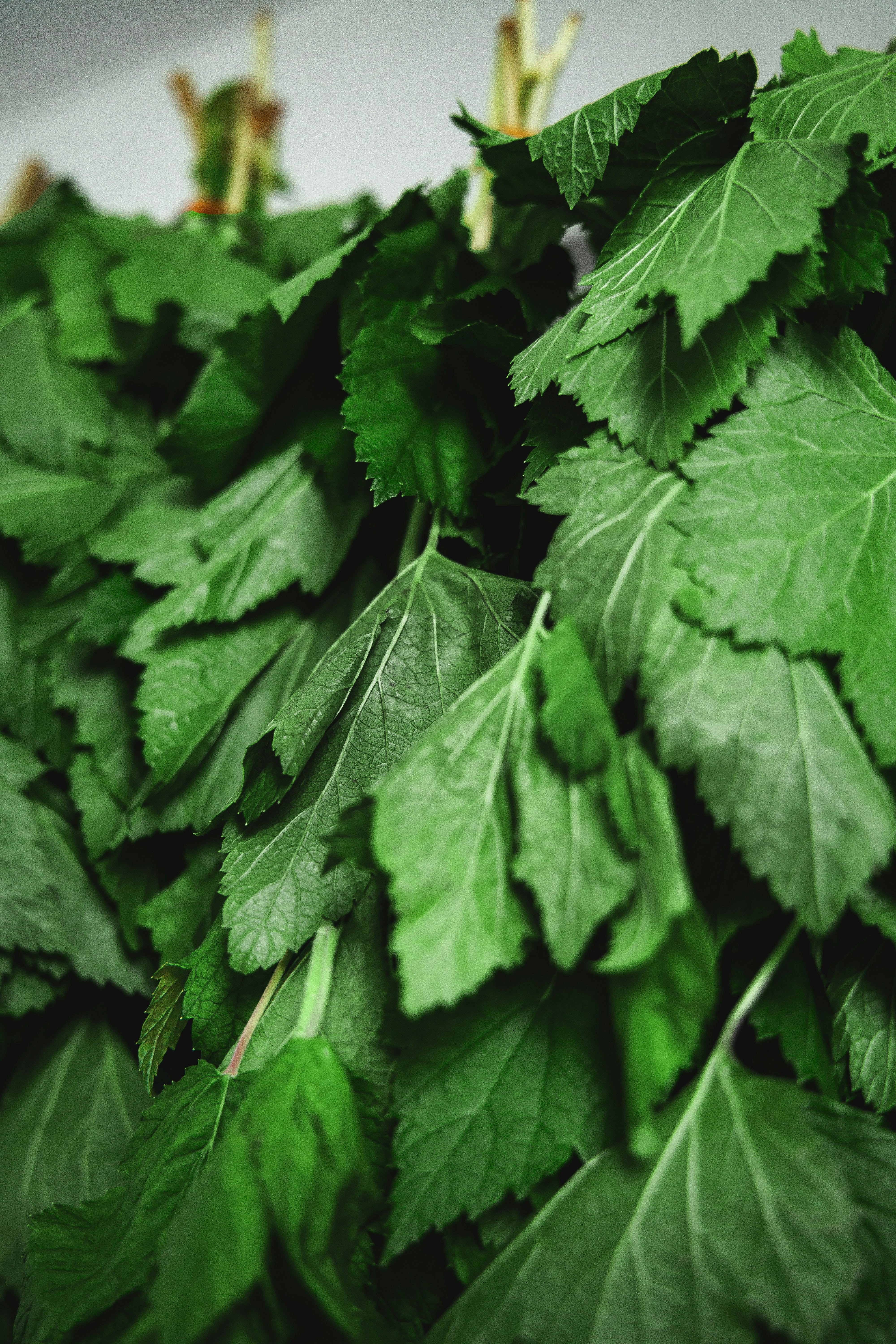 Emerald Jungle: A Dense Tapestry of Tea Leaves