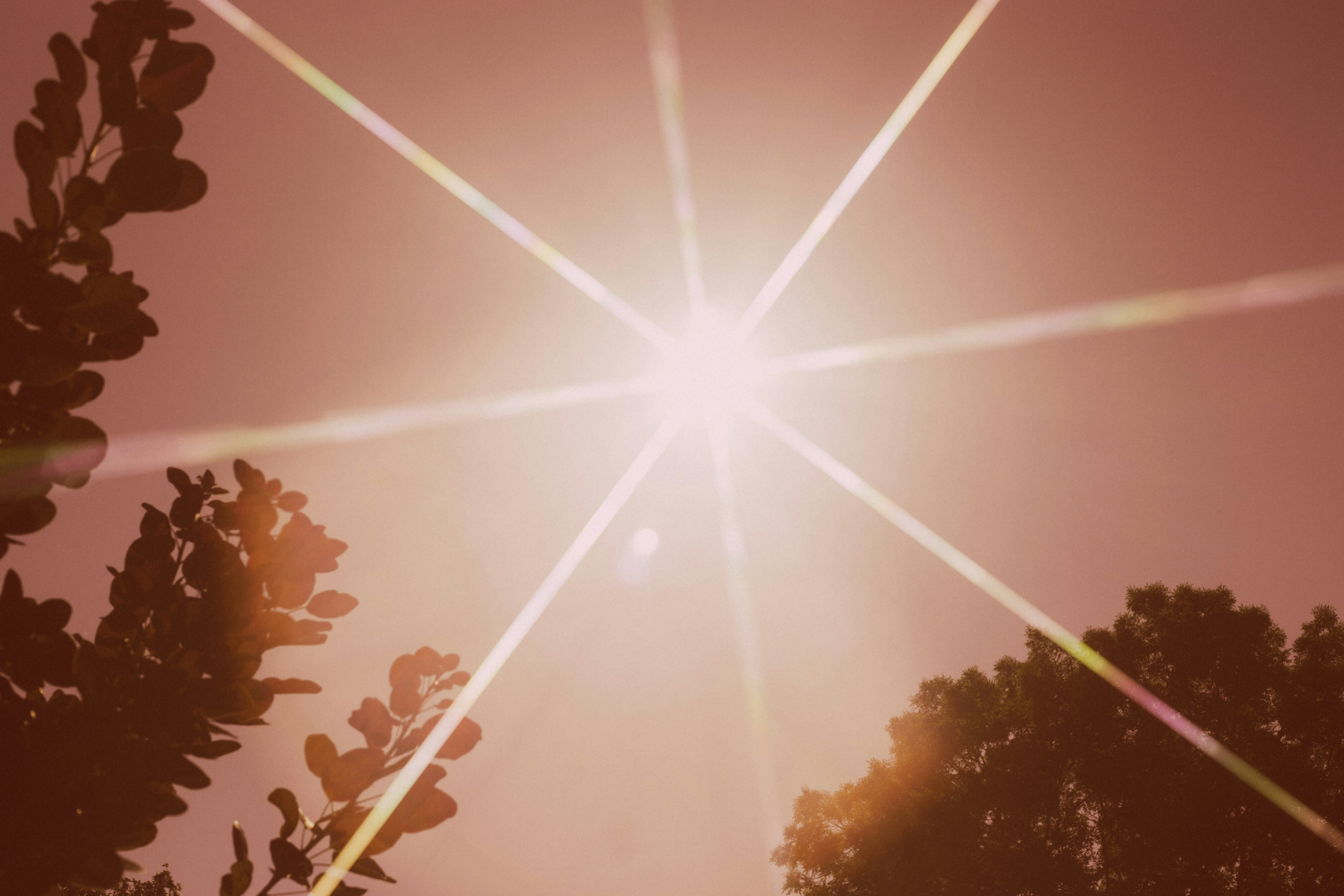 Sunburst through branches creates a warm, hazy silhouette scene with star-like rays dominating the frame.