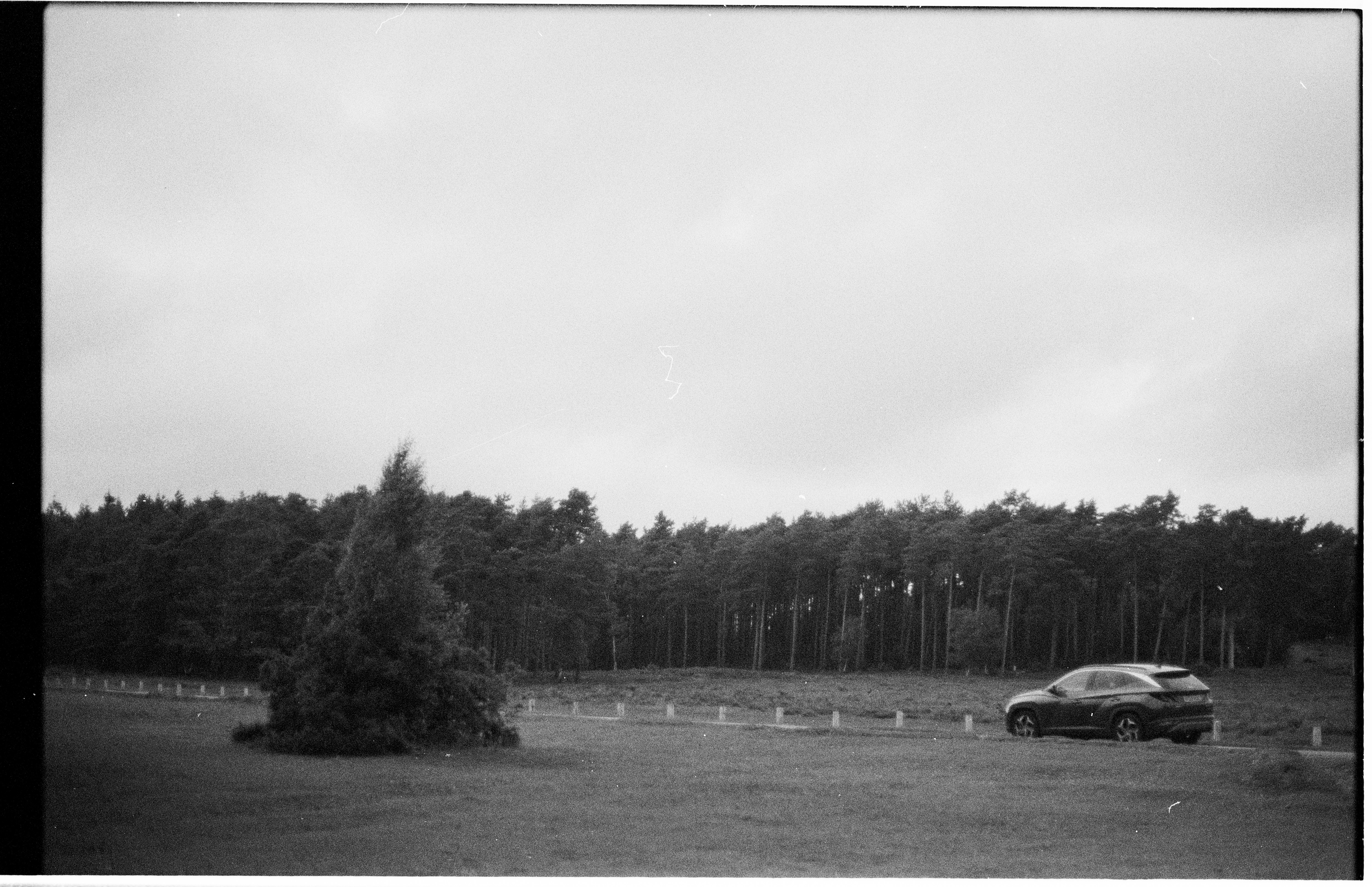Roadside Car in a Quiet Pines Field