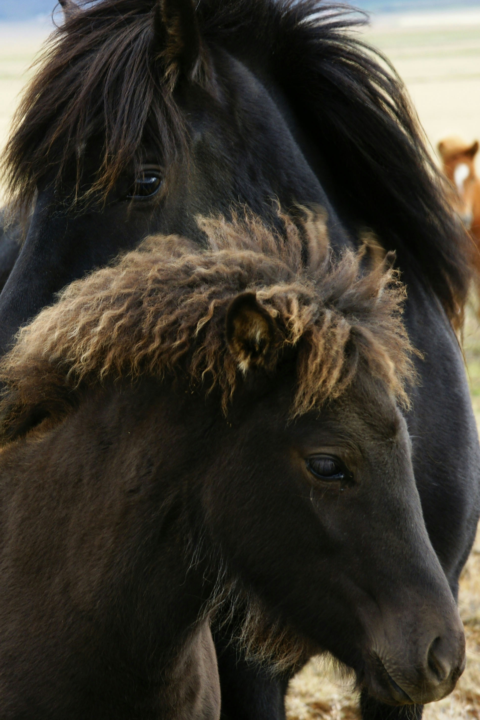 Two Horses in a Wind-Swept Pasture: A Close Encounter