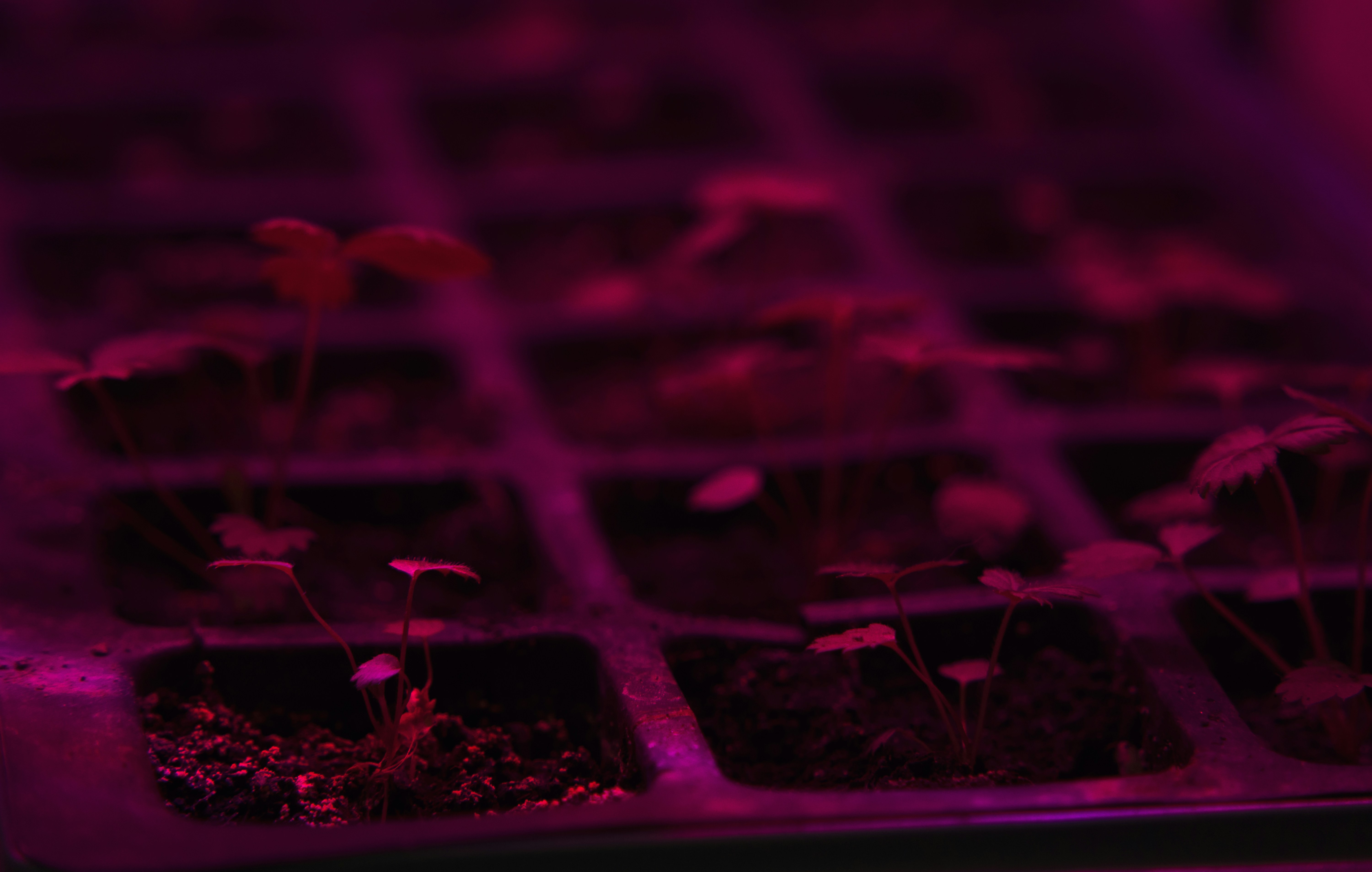Emerging Greens Under Magenta Glow