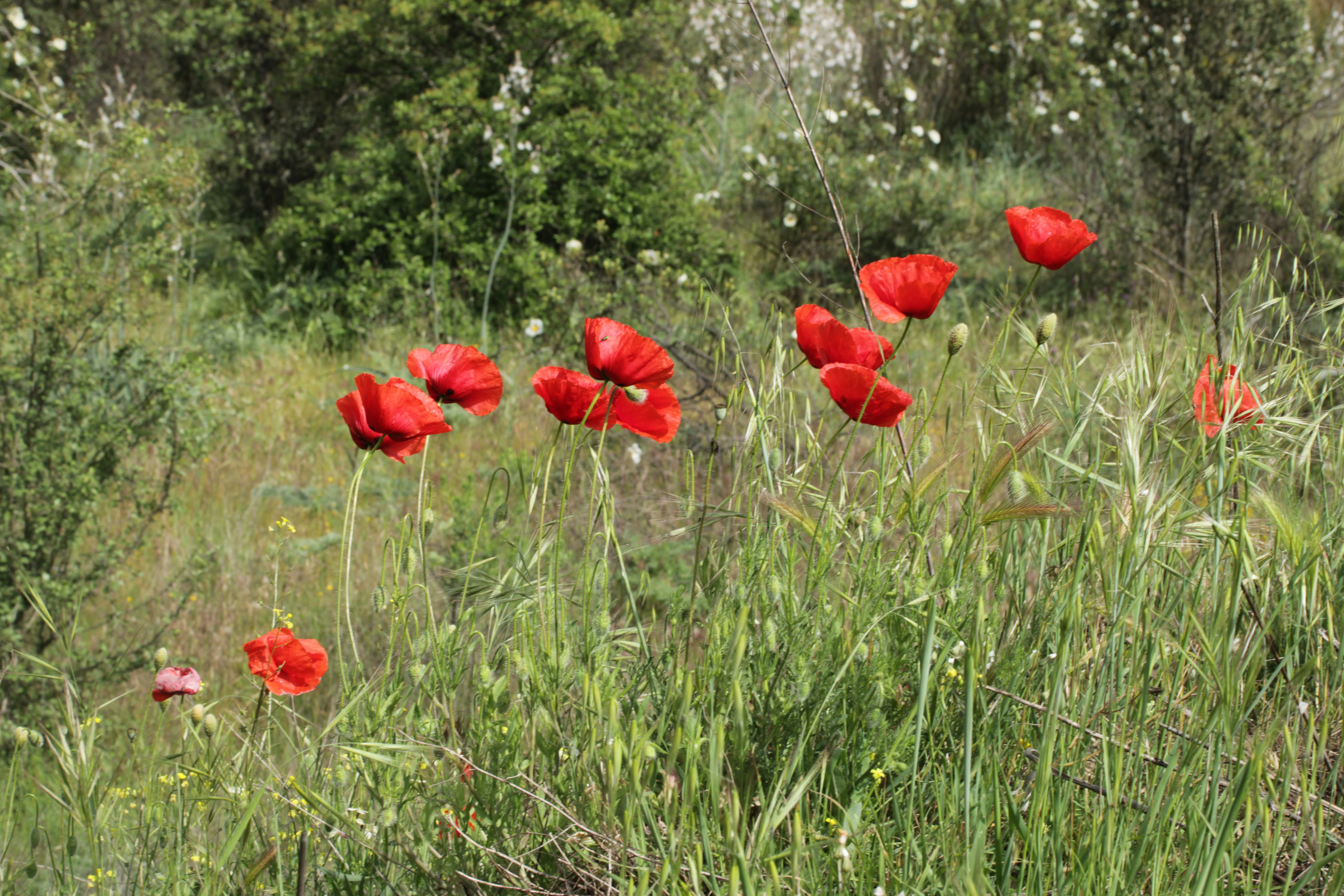 Scarlet poppies sway amid tall grasses in a sunlit meadow with a blurred green backdrop, capturing a natural field scene.