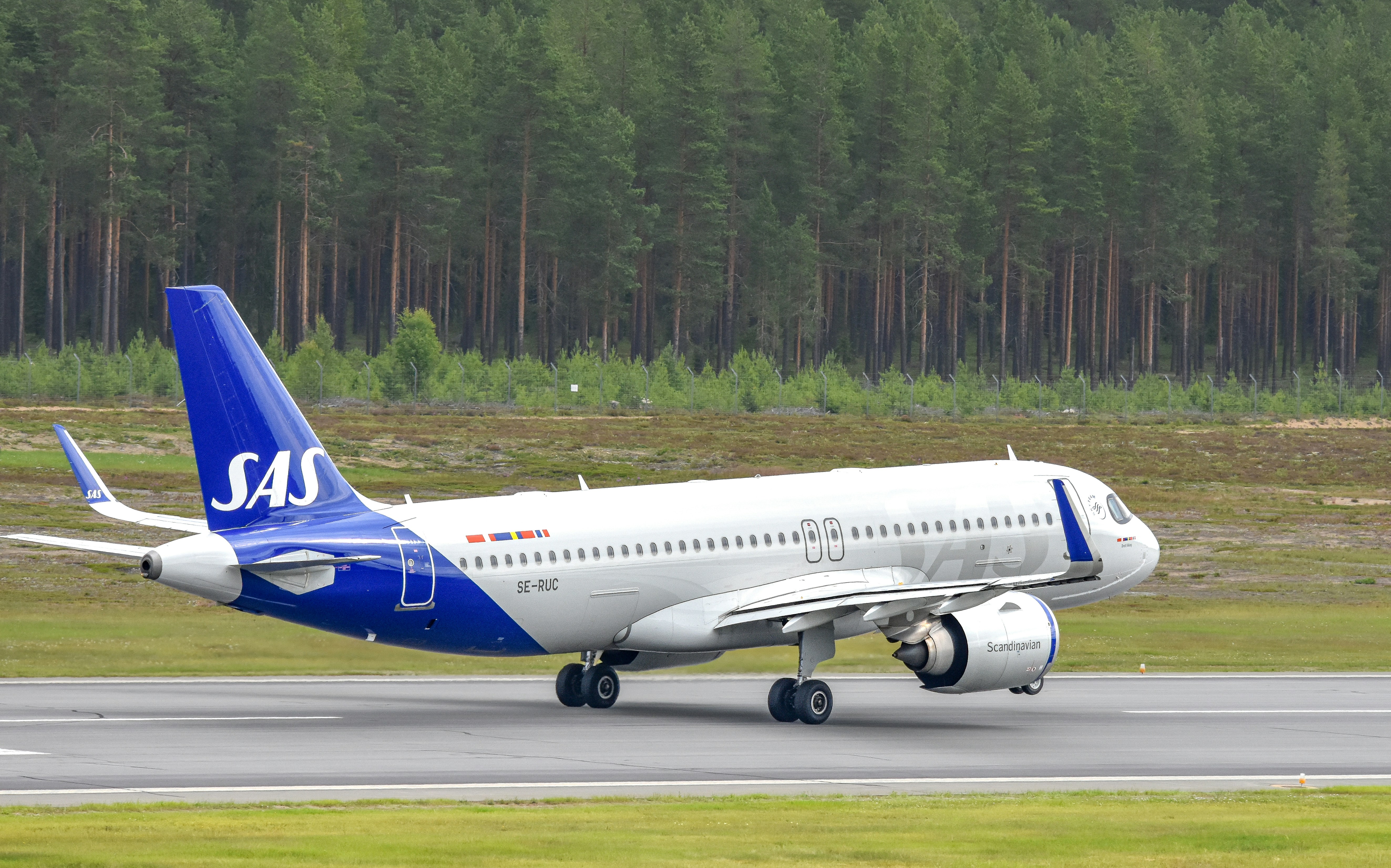 SAS Boeing-style narrow-body aircraft taxis along wet runway with a dense pine forest backdrop, highlighting the aircraft’s livery and ground action.