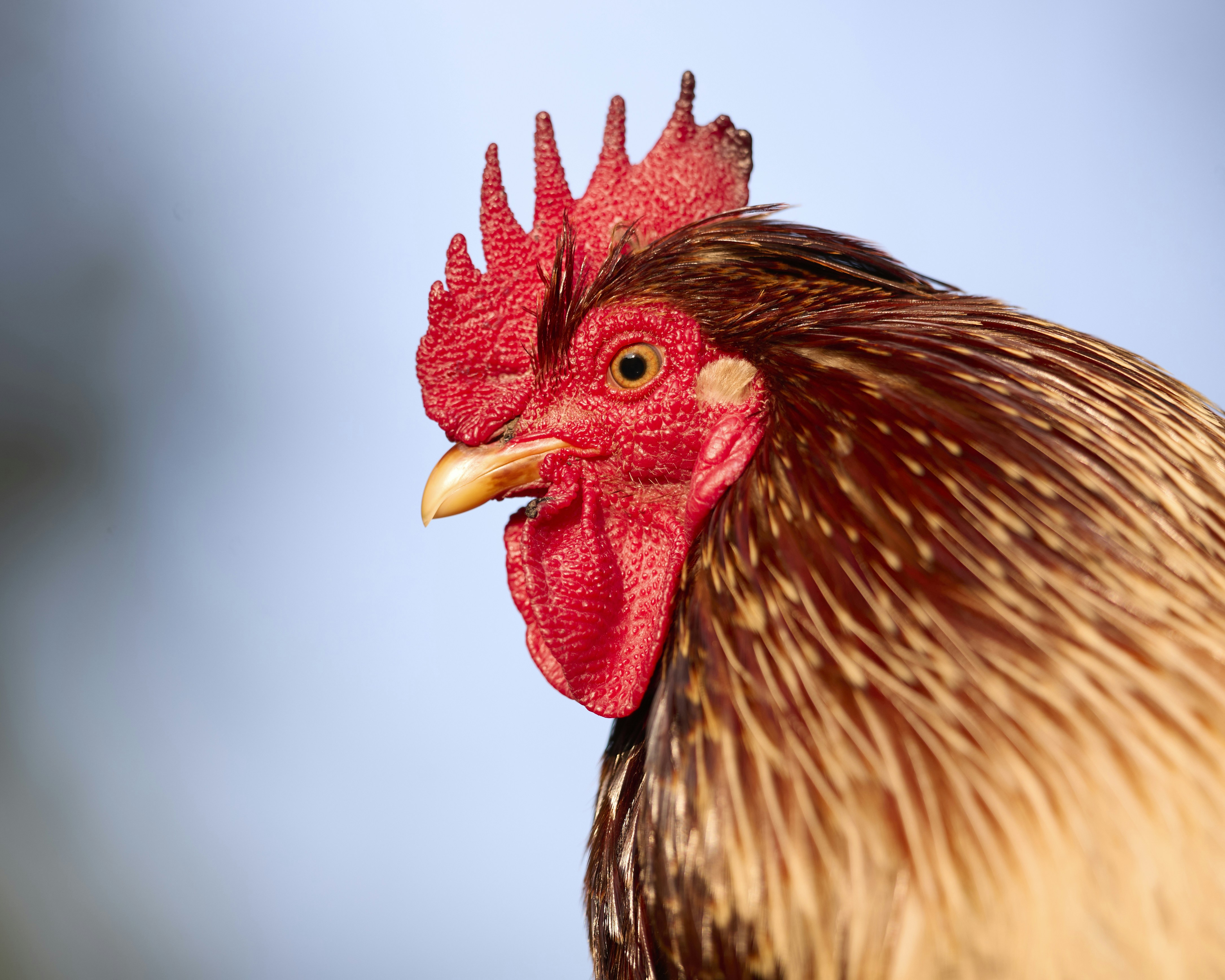 Red Comb in Tranquil Focus: A Hen’s Portrait Against Sky