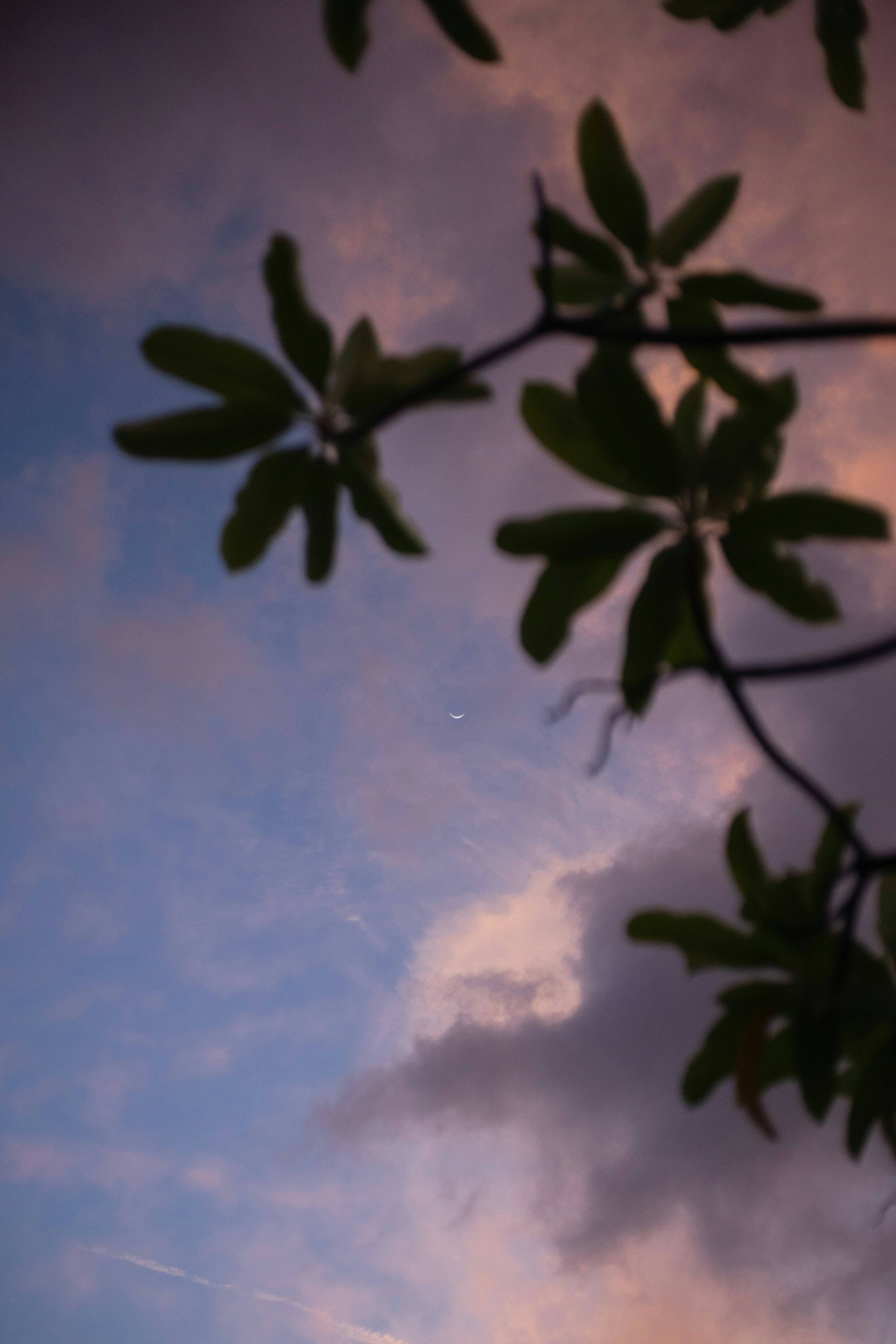 Moonlit Crescent Quietly Framed by Branches at Dusk