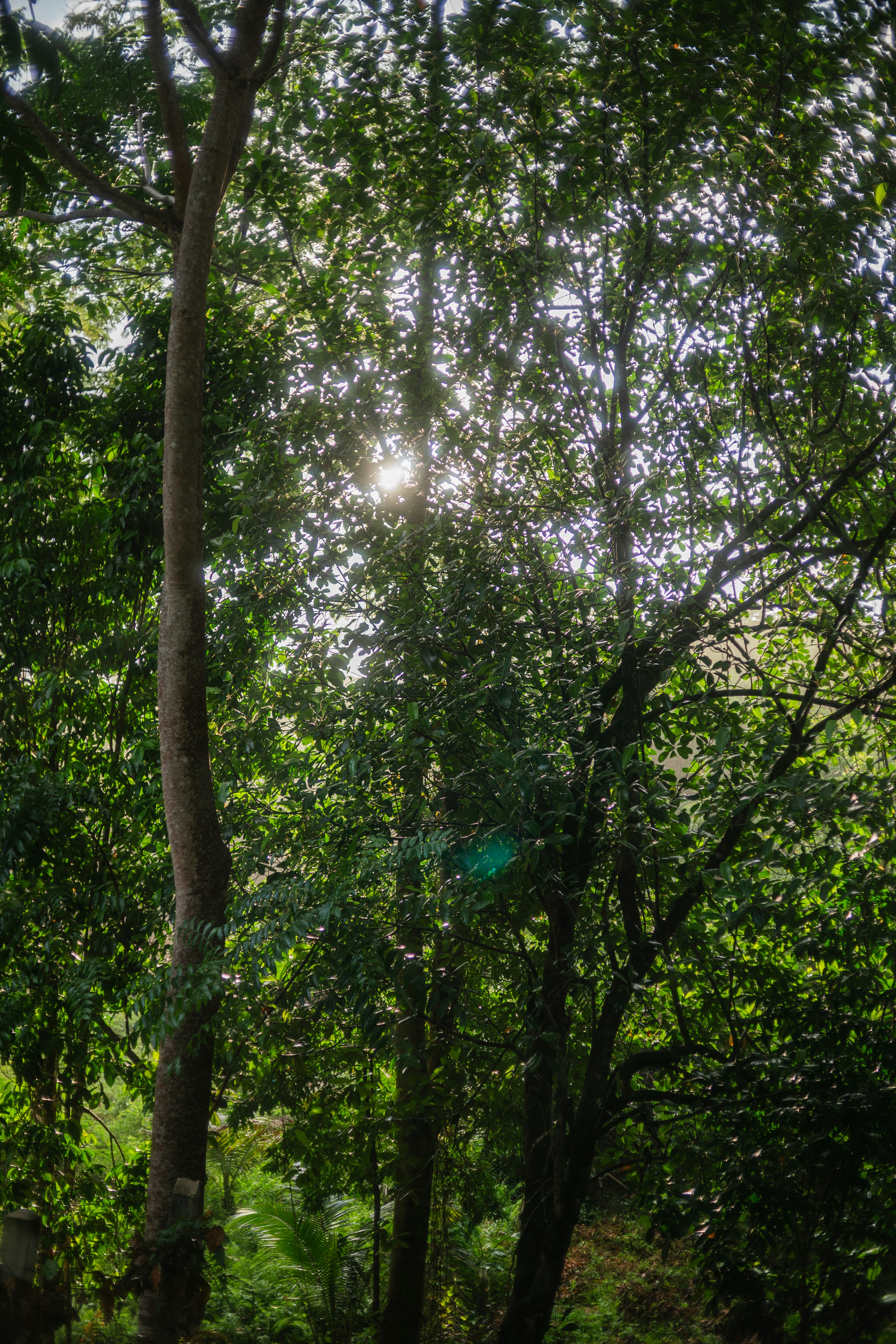 Sunlit Canopy through Dense Greenery