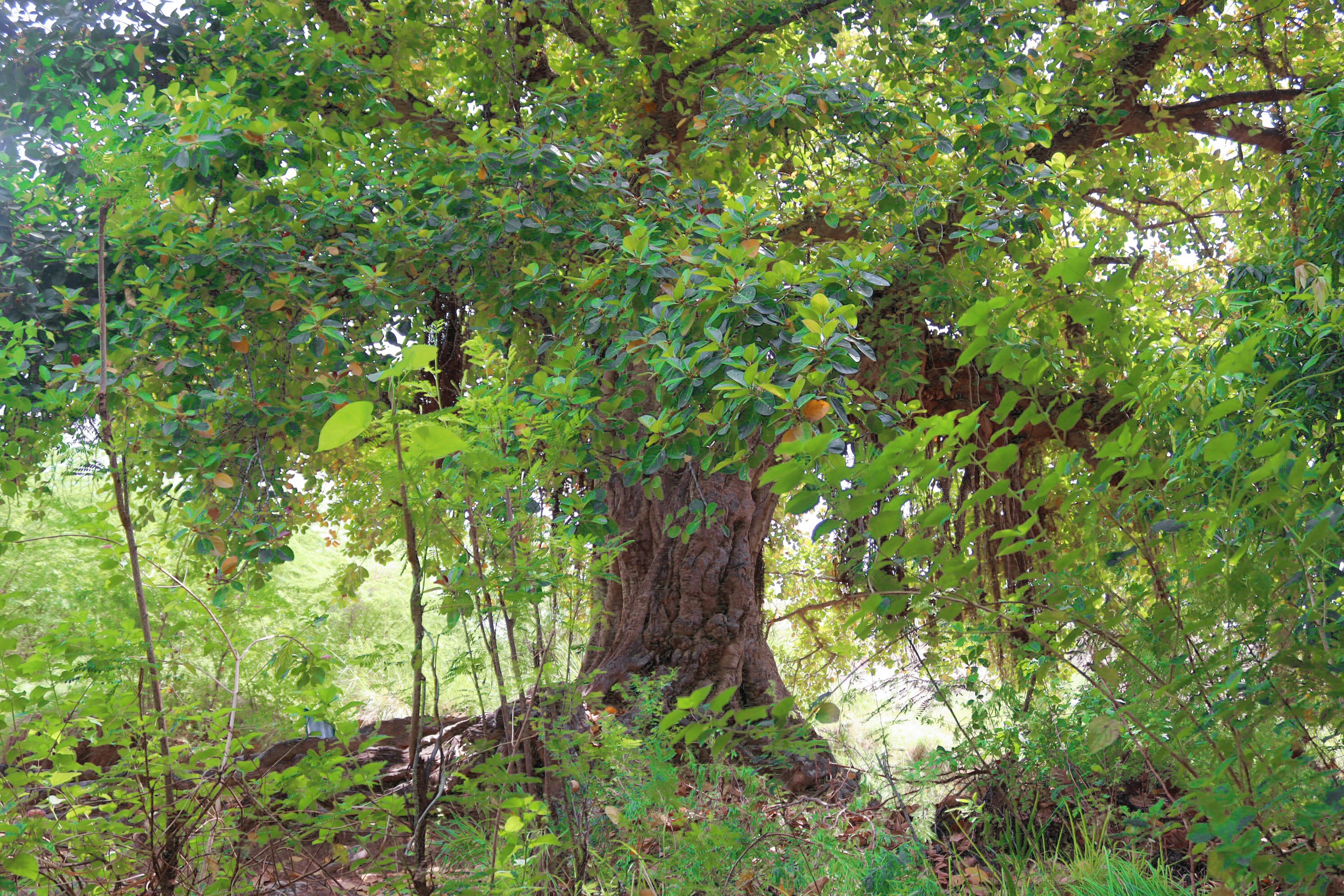Ancient Oak Framed by Green Silence