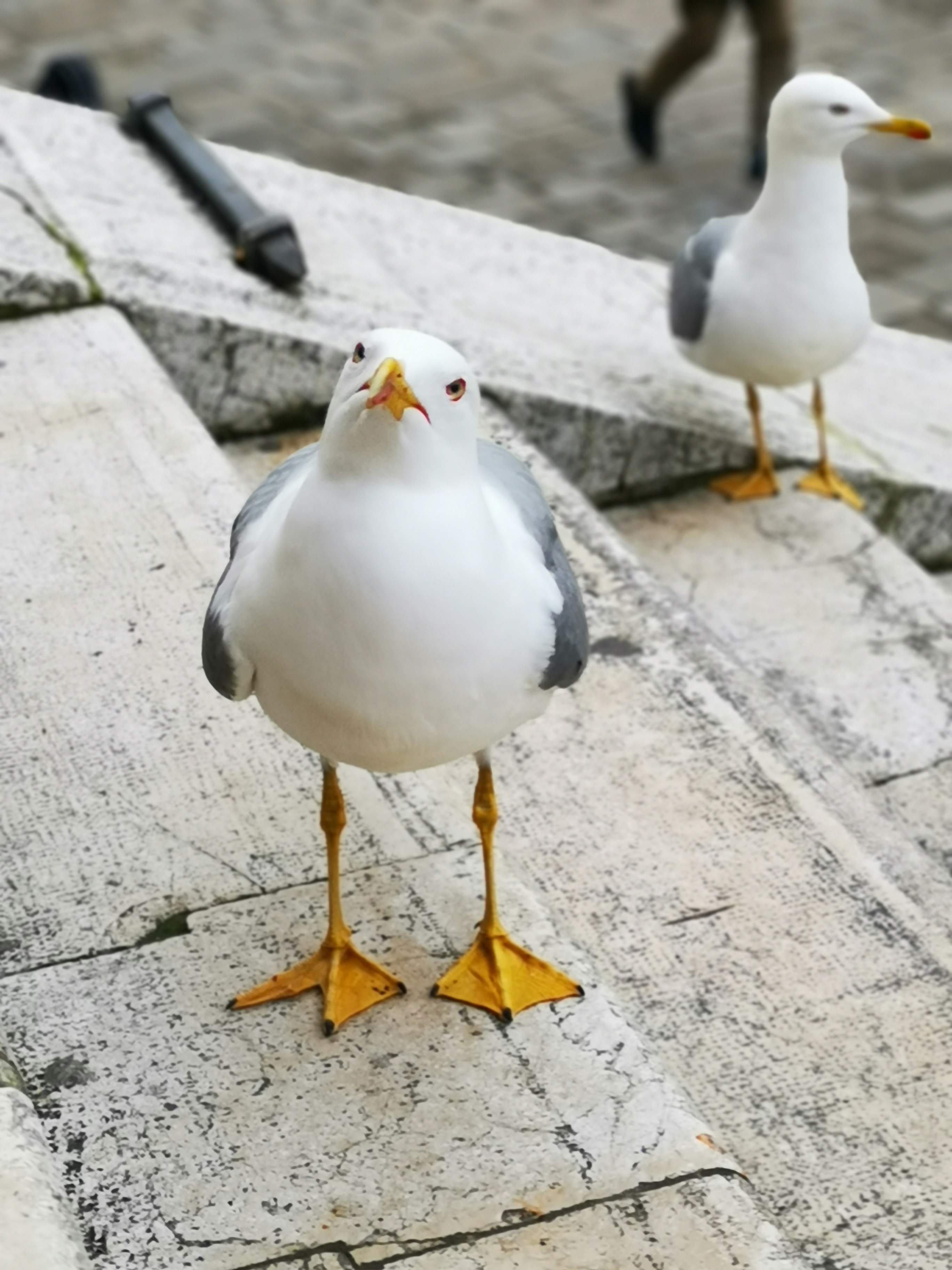 Two seagulls stand on weathered concrete steps by the water, one foregrounded and looking toward the camera; a second bird rests in the background near the top-right. A camera-friendly harbor scene without people.