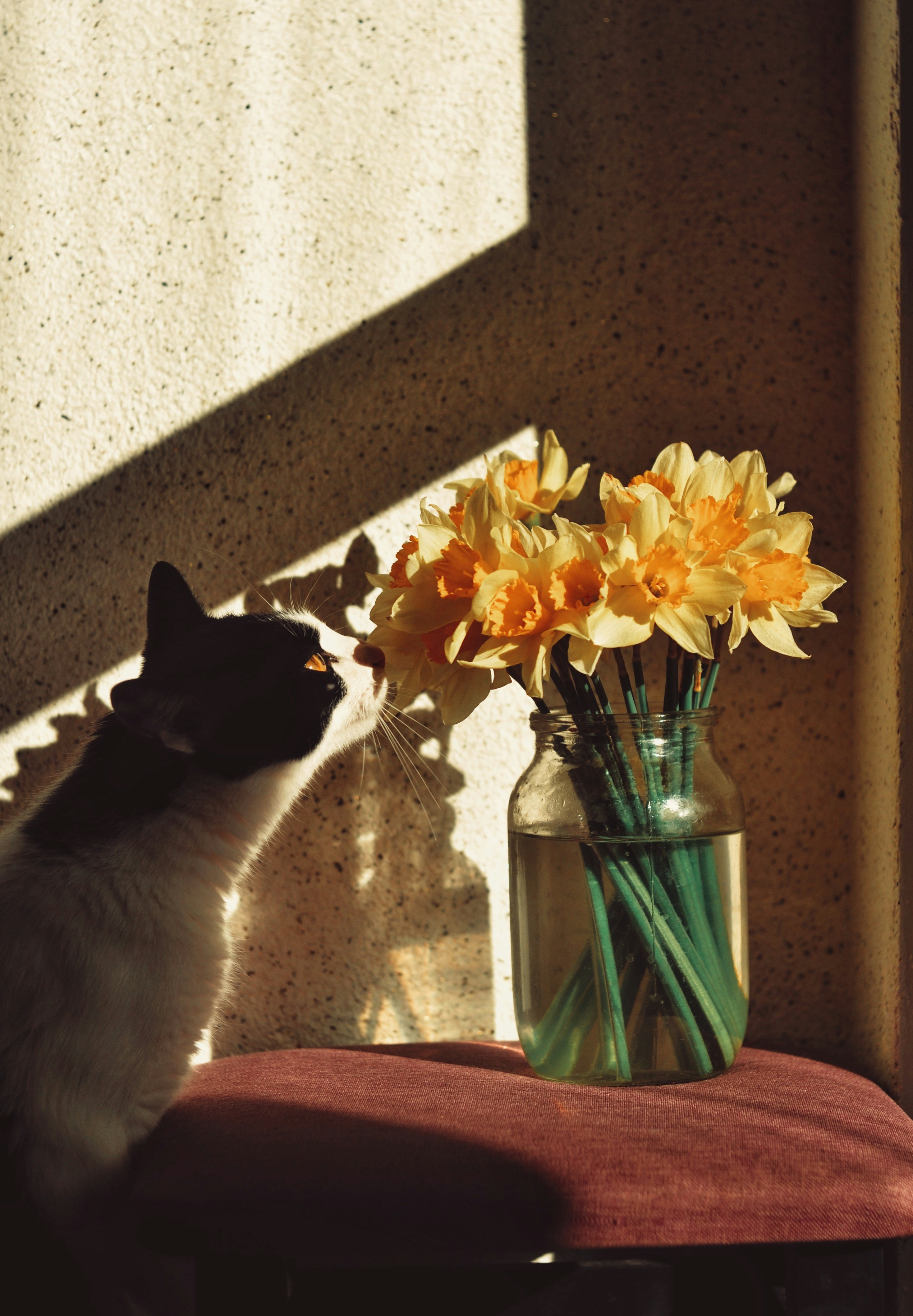 Sunlit petals meeting a curious gaze