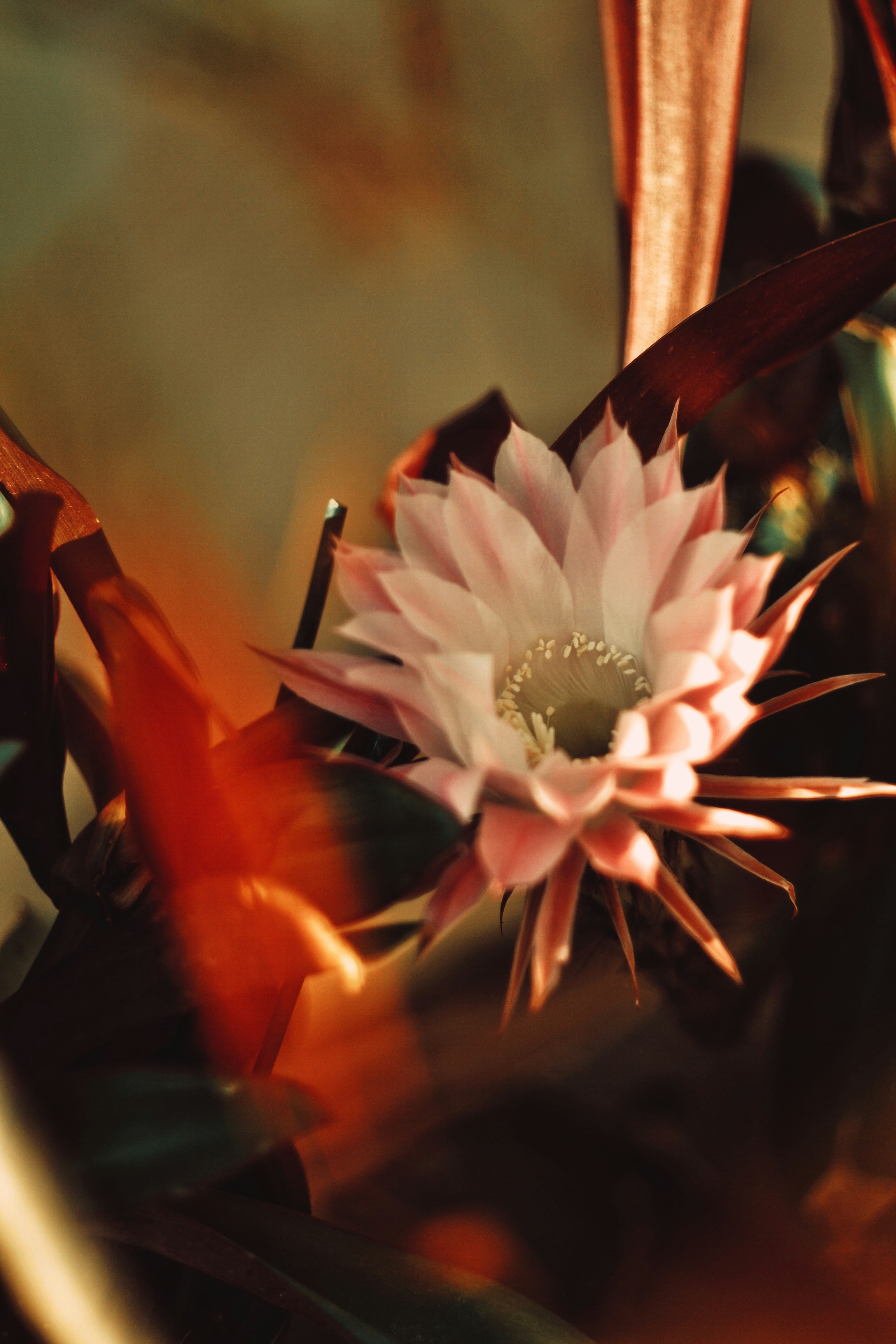 Soft Bloom in Warm Haze: Centered Pink Lotus Against Blurred Autumn Tones