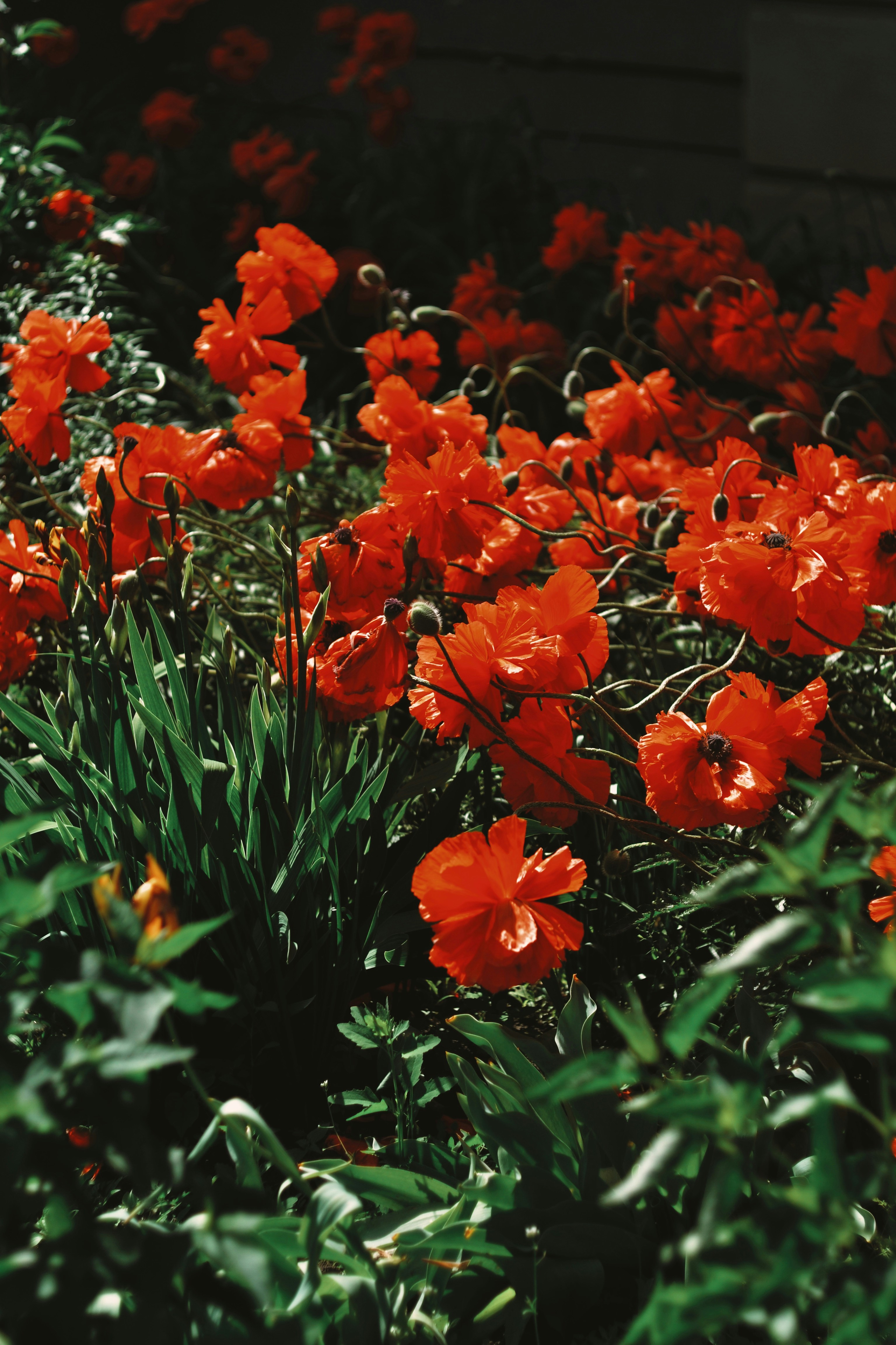 Crimson Field: Sunlit Poppies in a Quiet Garden