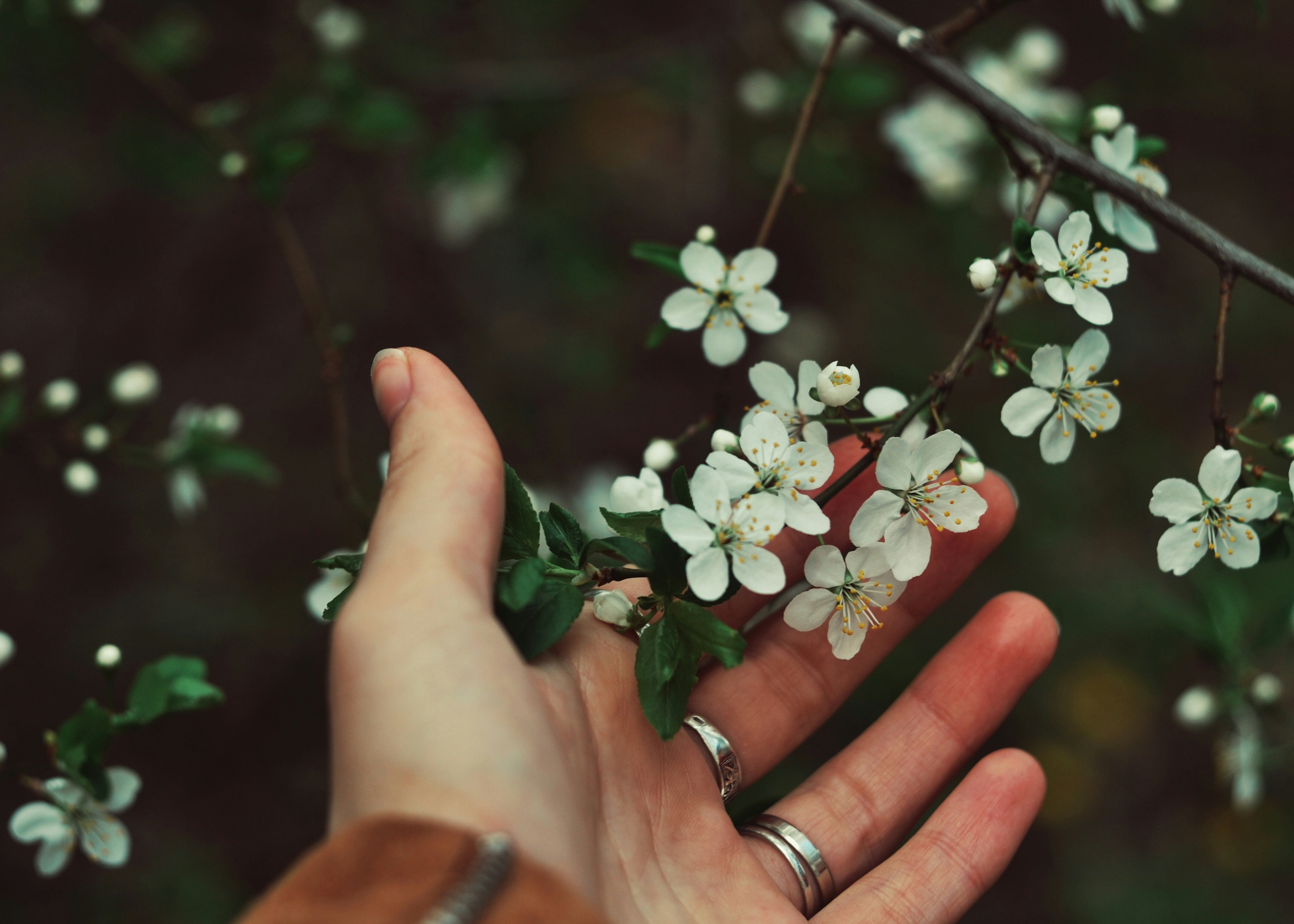 Gentle Contact: Blossoms Meeting a Welcoming Hand