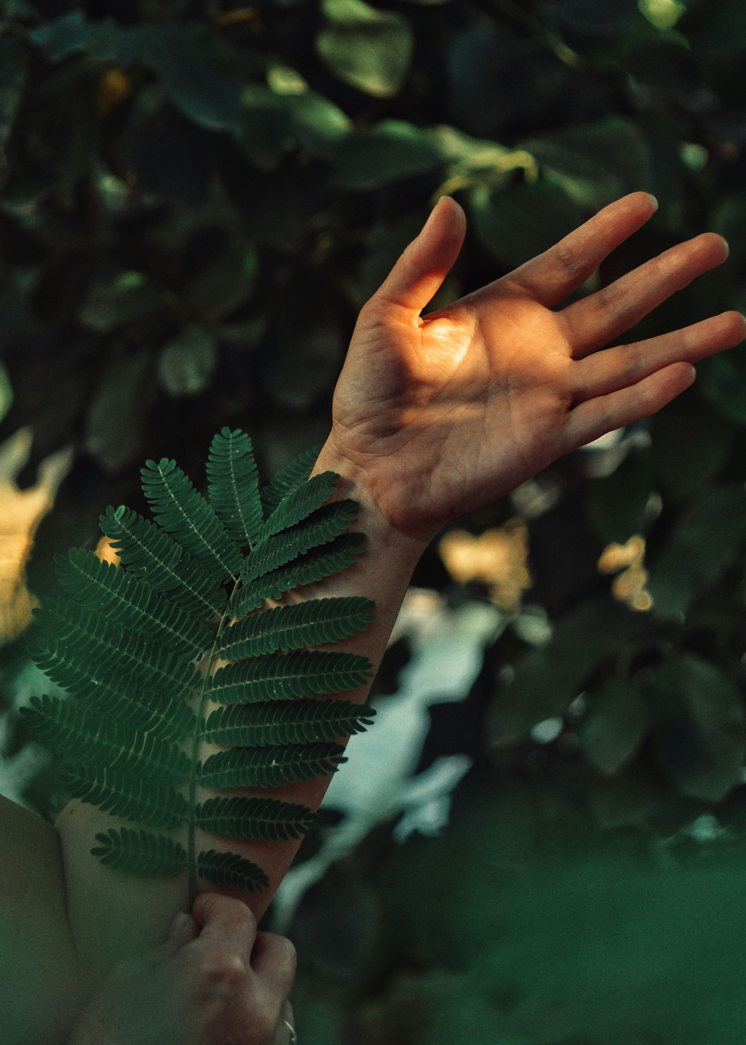 Palm Light: A Quiet Moment Amid Green Veins
