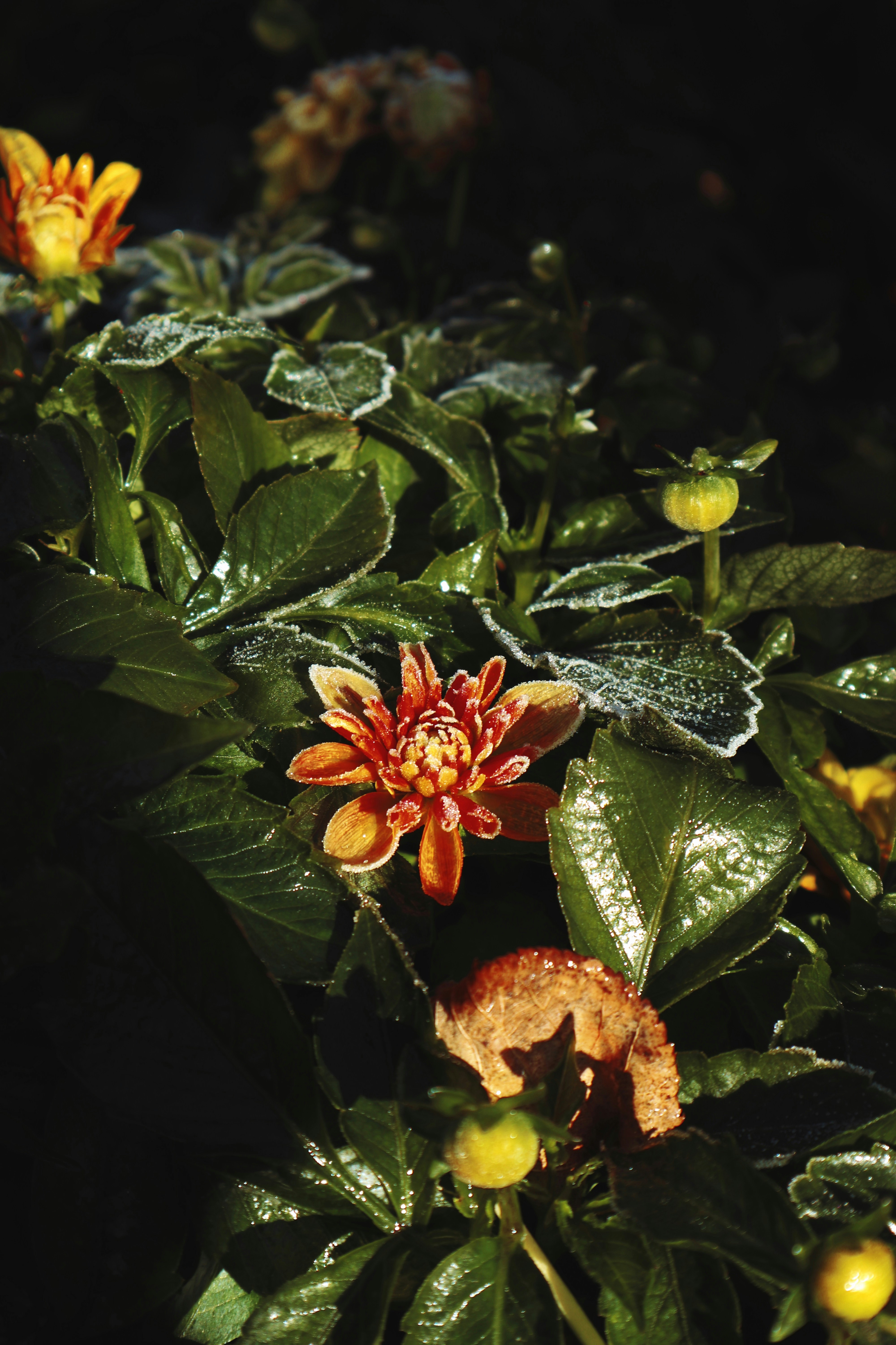 Crimson Chrysanthemums: Dew-kissed petals in a shadowed garden