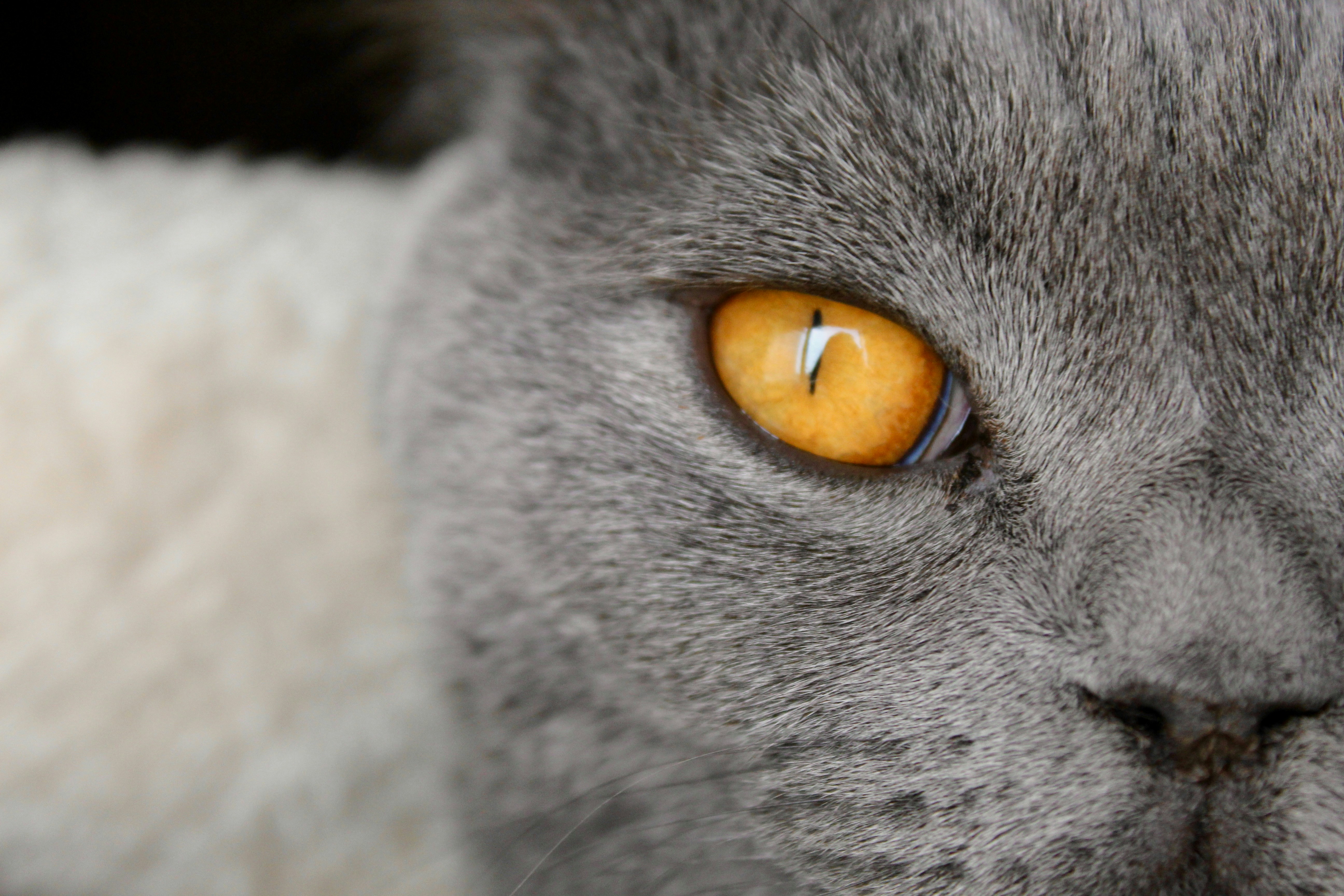 Amber Gaze: A Close-up of a Cat's Half-Face in Soft Focus