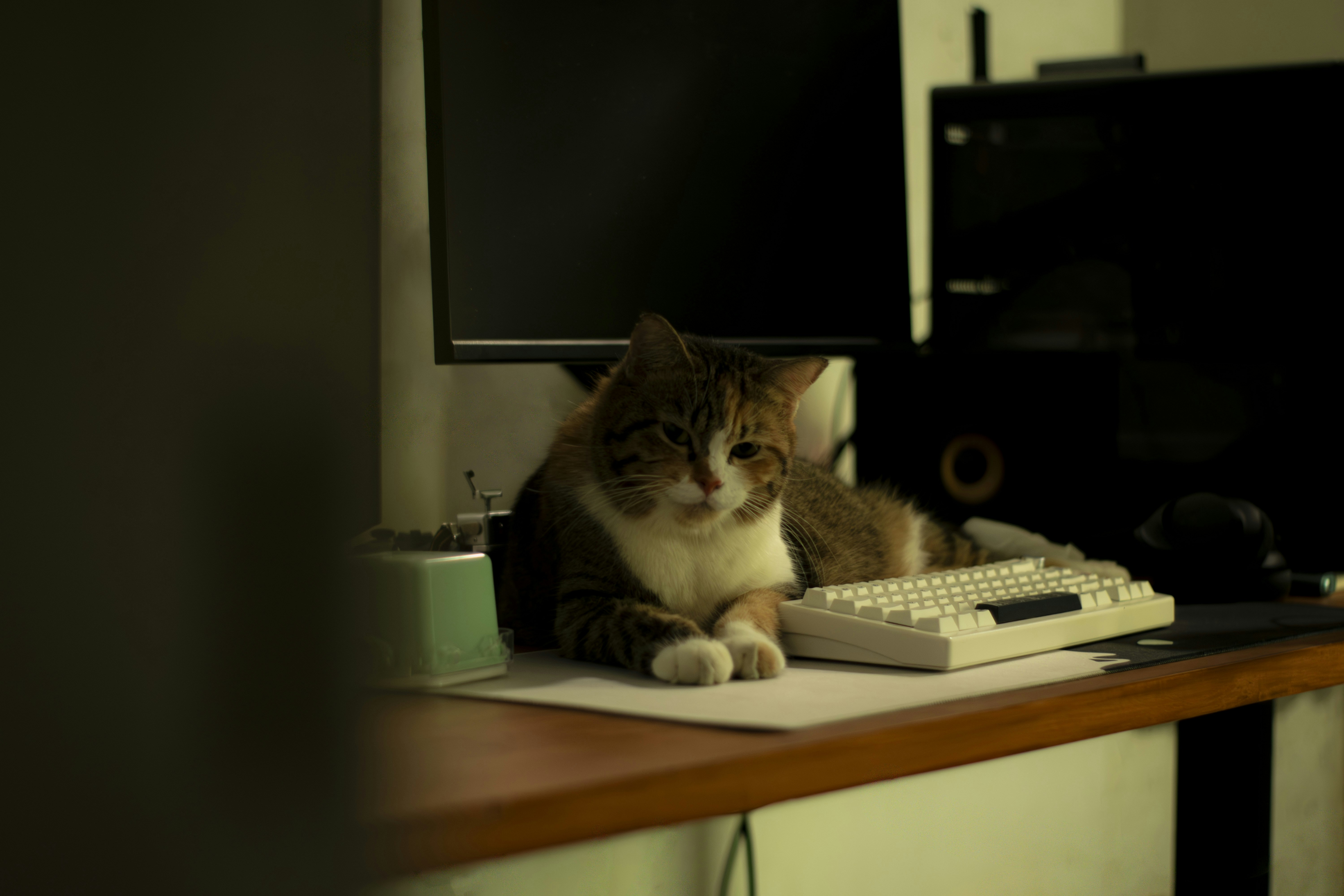 Calm Computer Guardian: A Cat perches beside the Keyboard