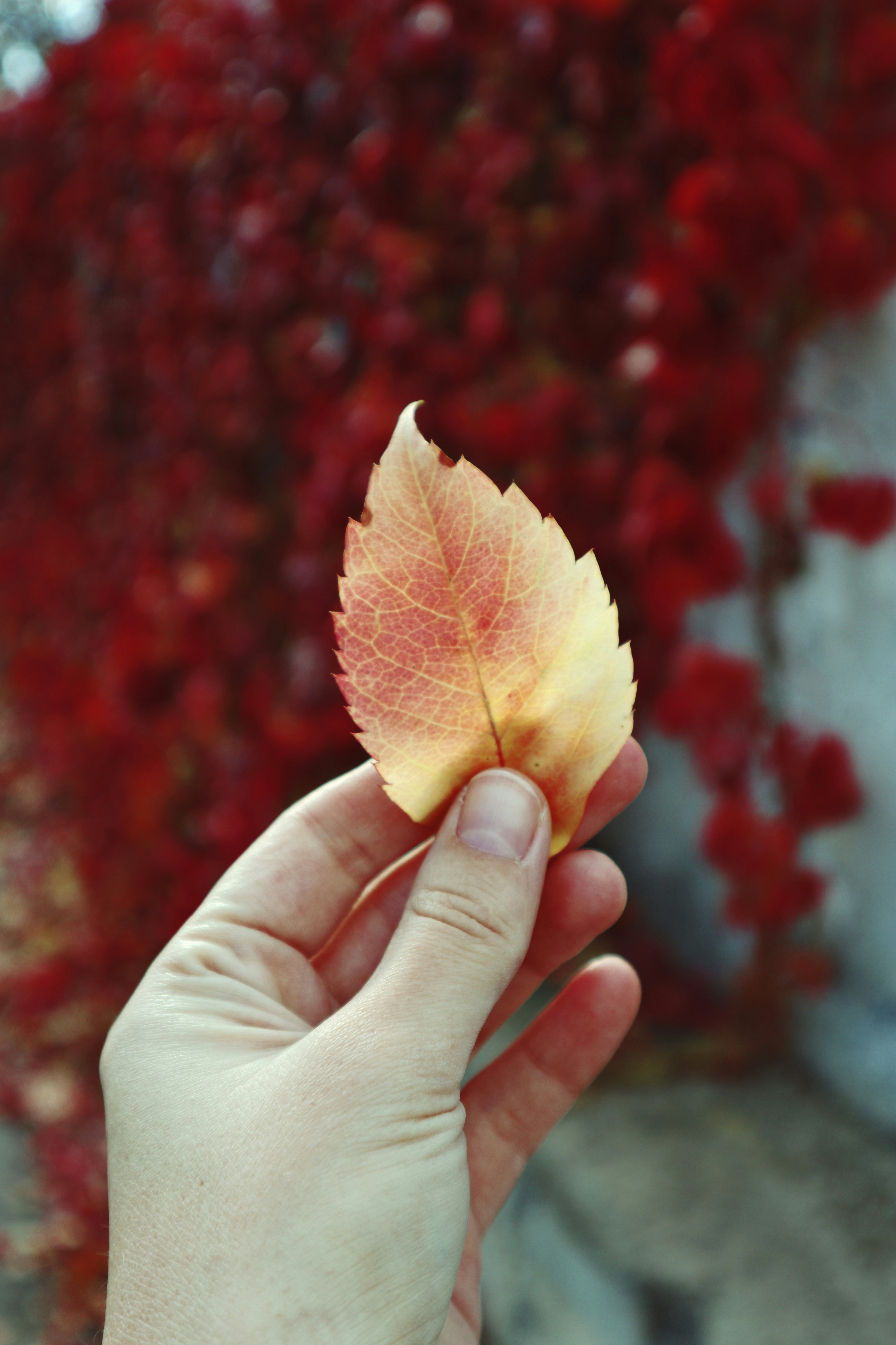 Holding Autumn: A Single Leaf in Sharp Focus