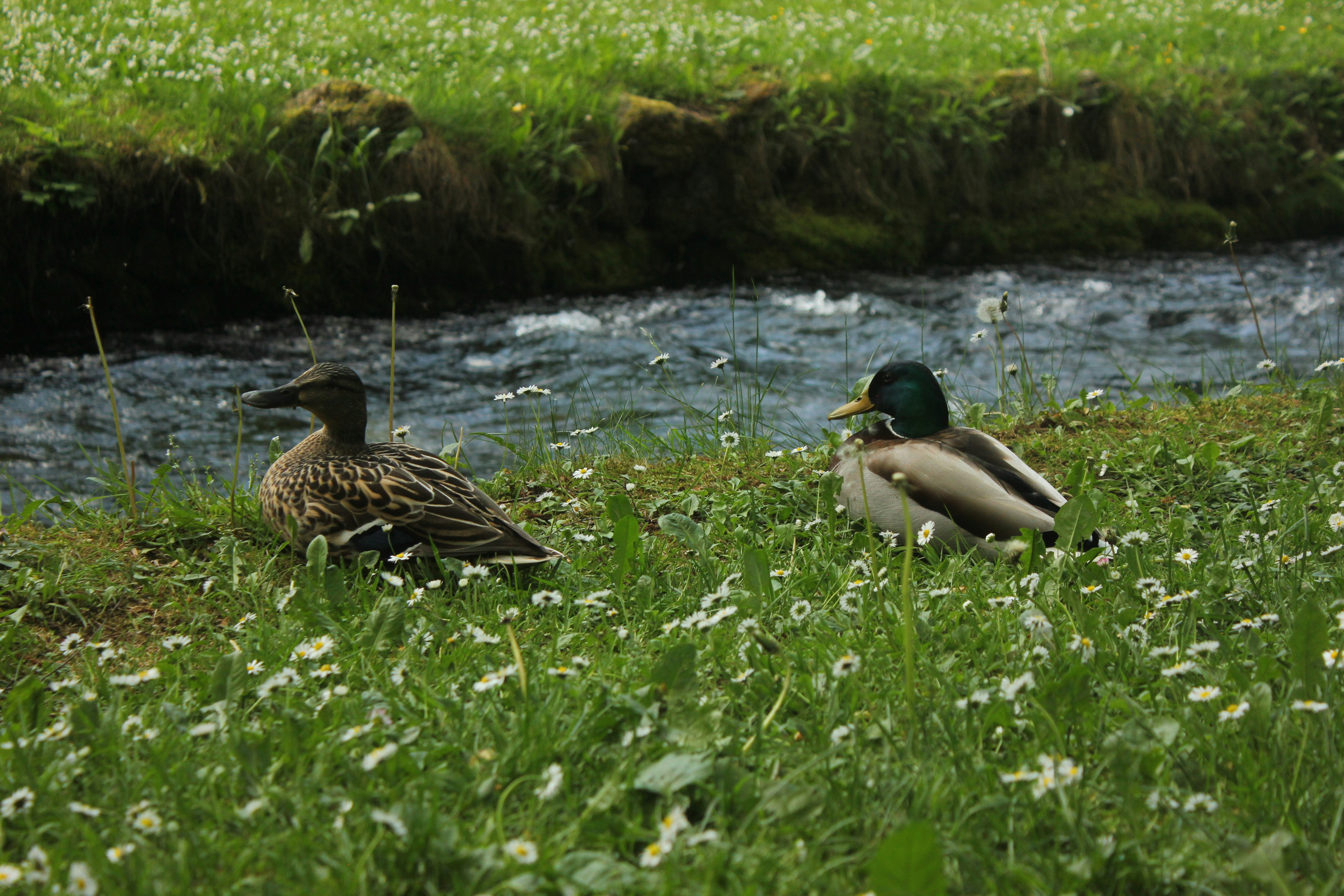 Ducks in a Meadow by the River