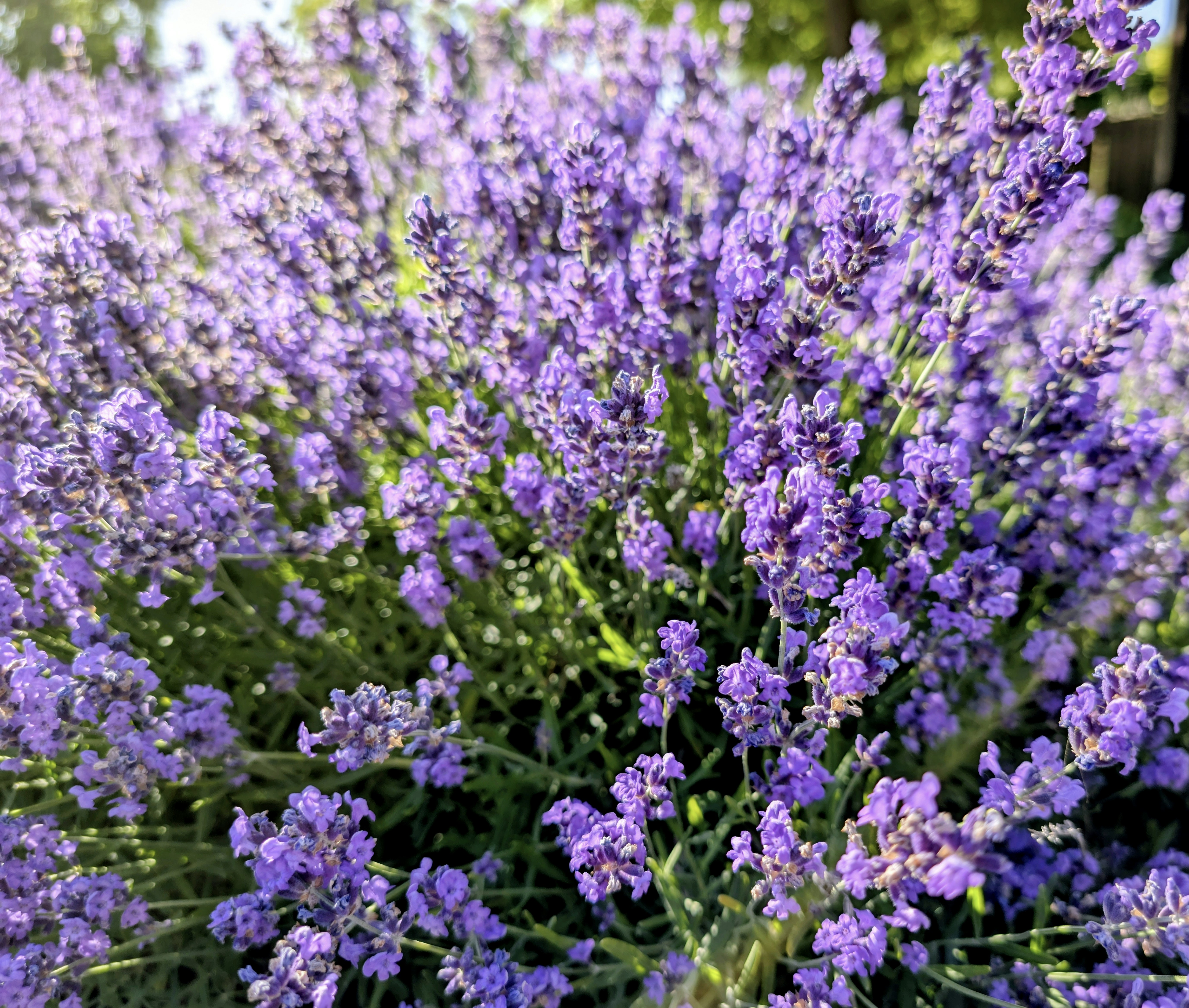Dense lavender blooms fill the frame with rich purple hues and soft green stems.