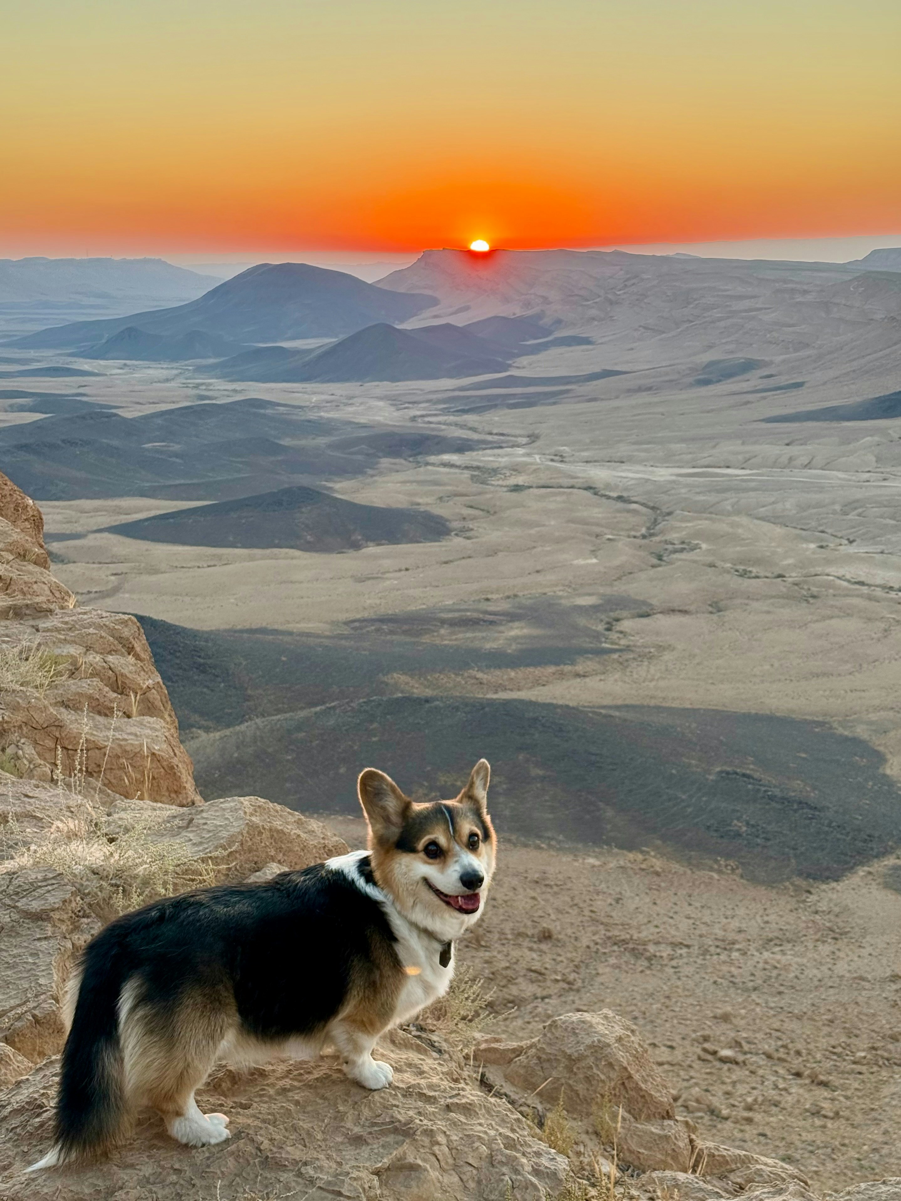A corgi stands on rocky ledge with a vast desert valley and distant mountains at sunset; warm sky contrasts with cool terrain, foreground dog serves as focal point.