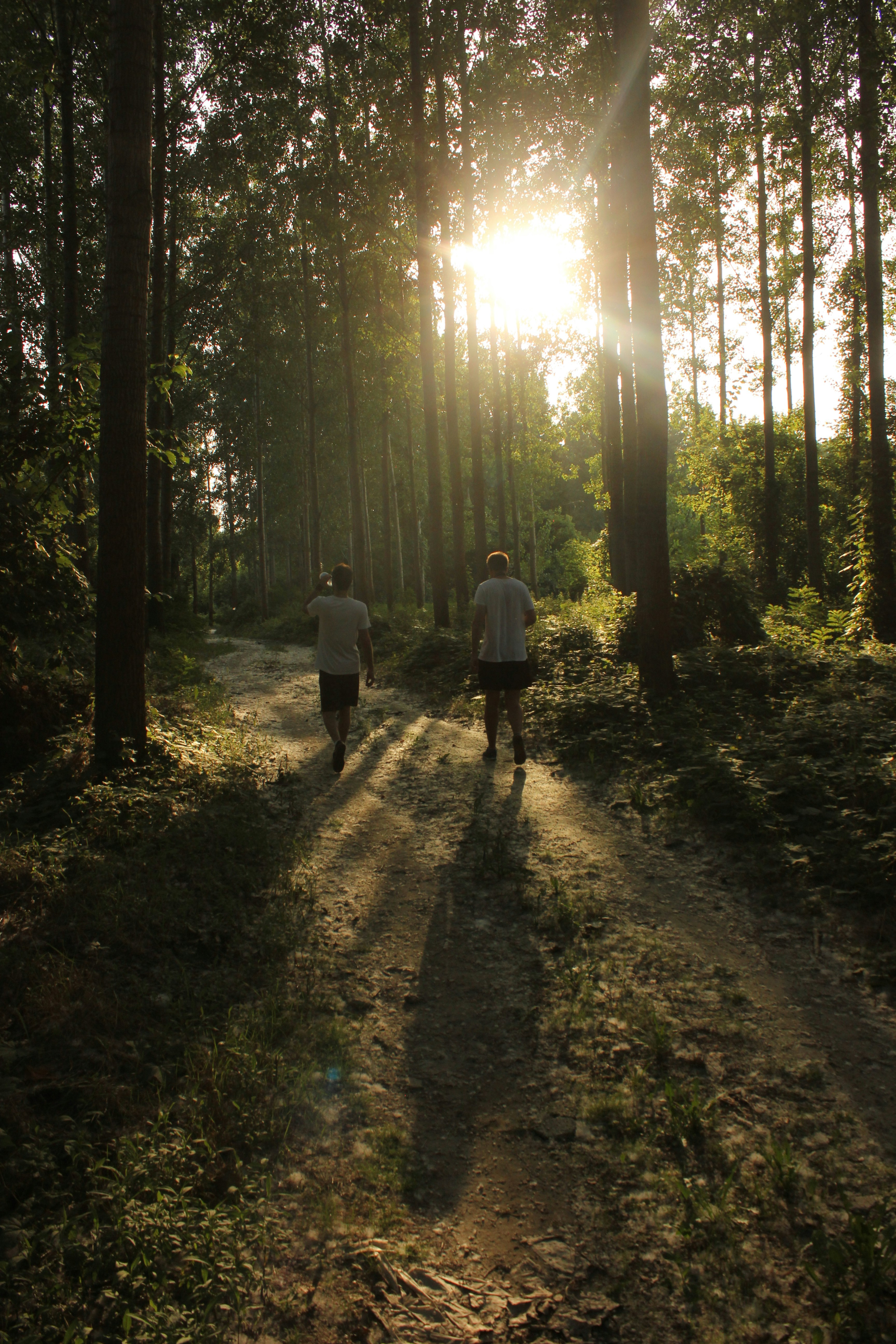Sunlit Path: Two Wanderers Enter the Depths of a Quiet Forest
