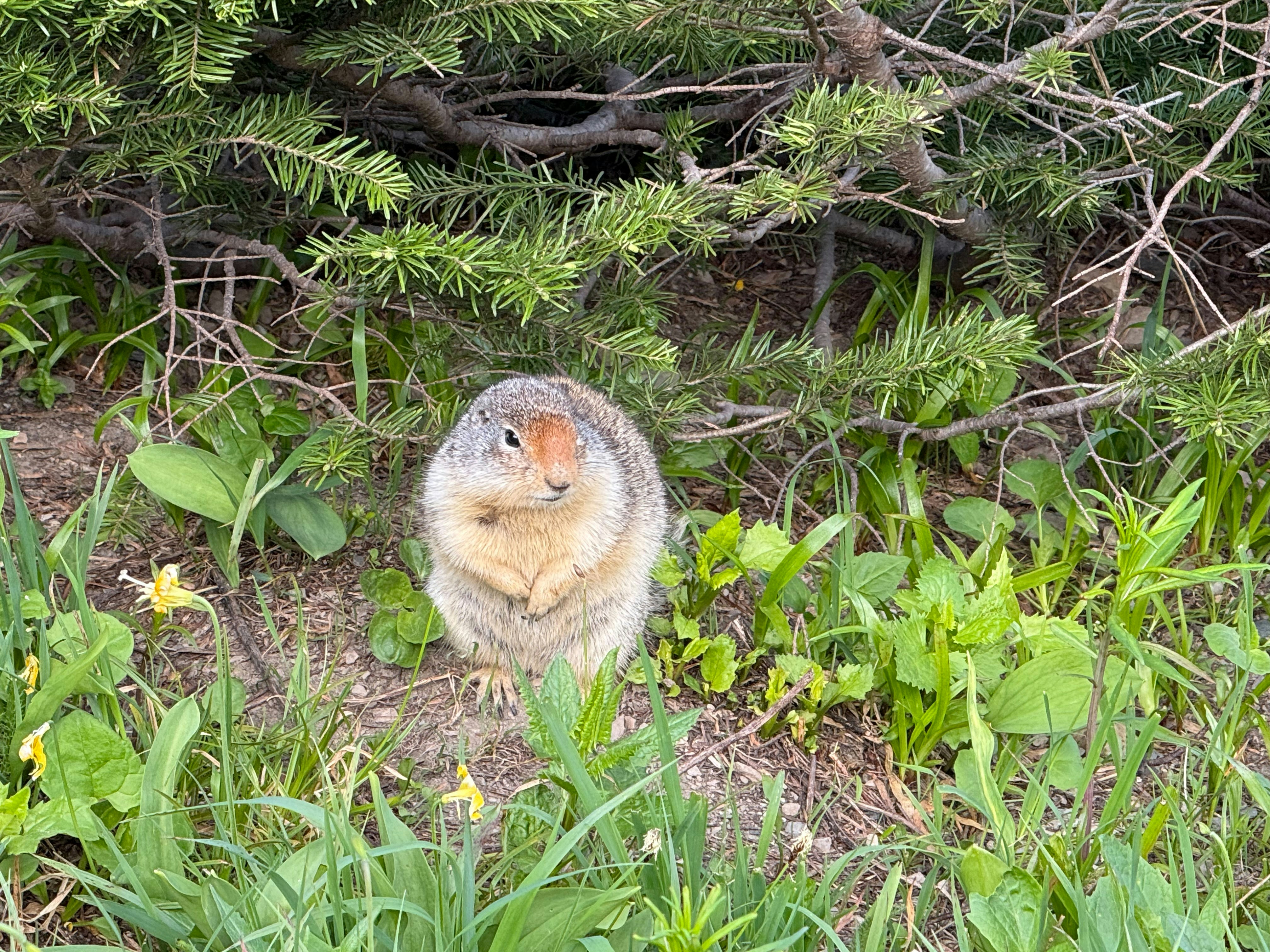 Small prairie gopher sits among grass and shrubs, peering toward the camera with a curious expression. A natural outdoor scene featuring a tiny critter in a dirt patch.