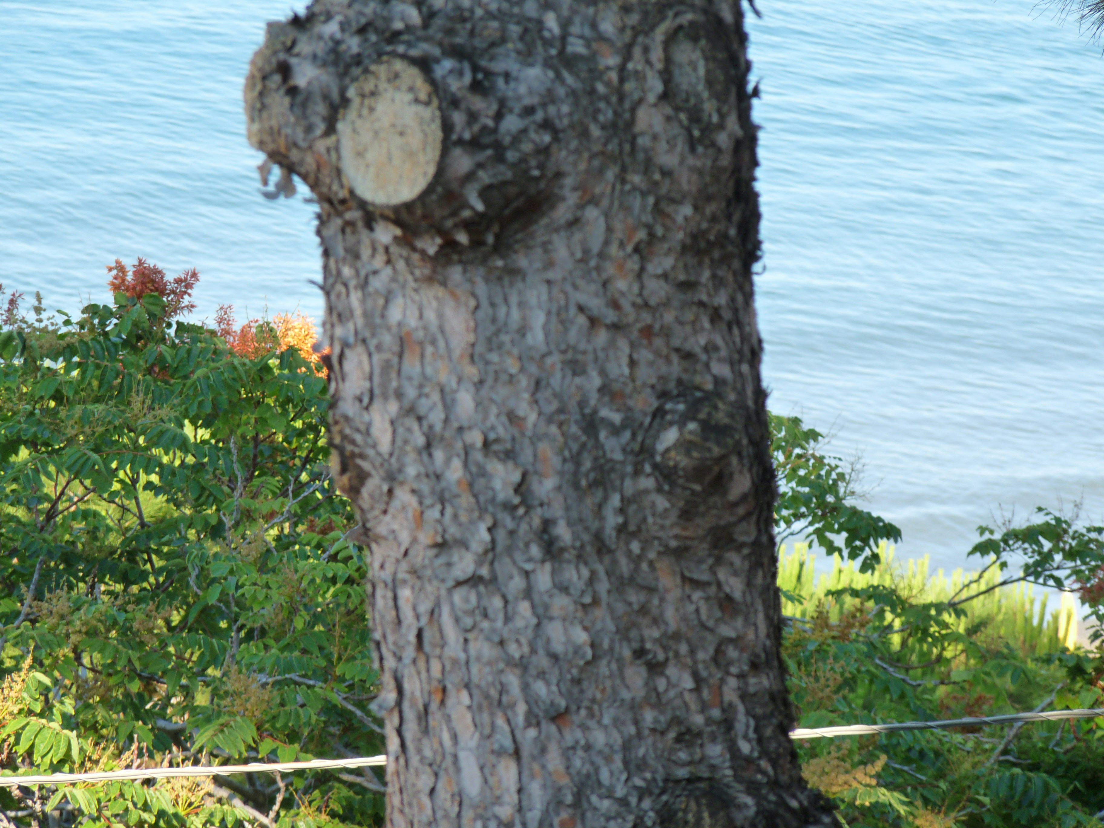 Lakeside Trunk: Tree Silhouette by the Water