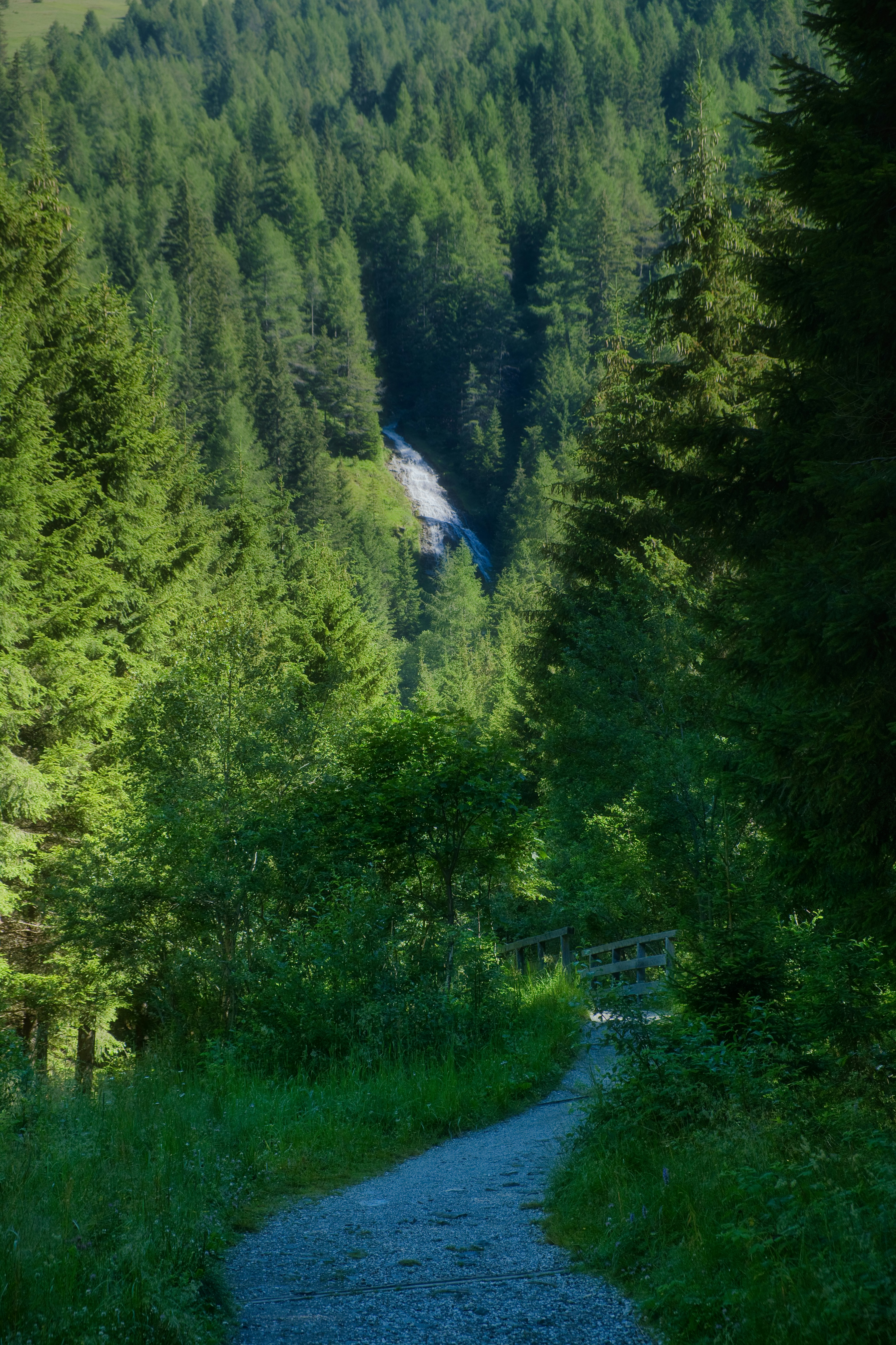 Sunlit forest path winds toward a distant waterfall hidden within a dense pine forest.