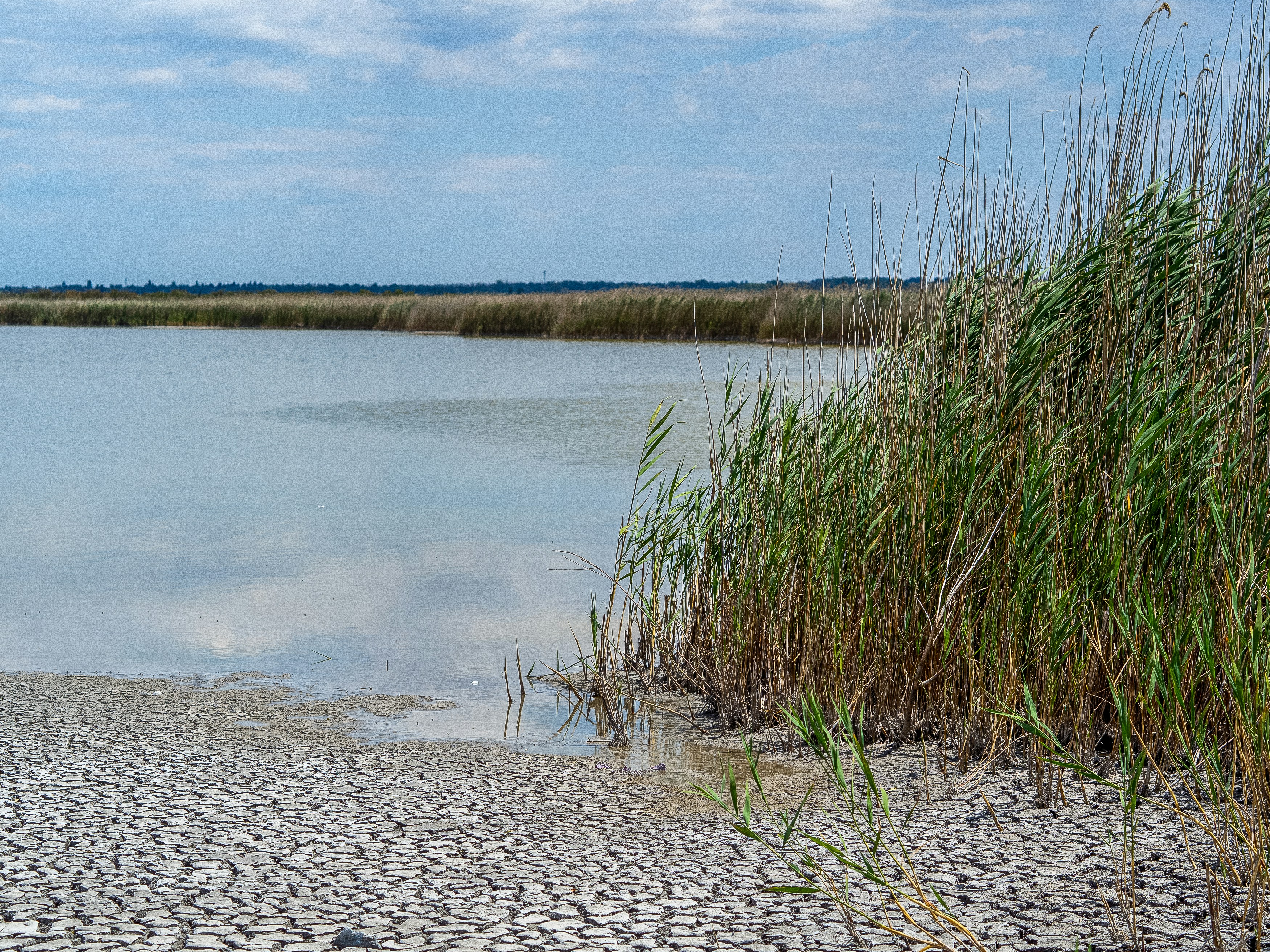 Cracked shoreline and reed edge under calm coastal sky