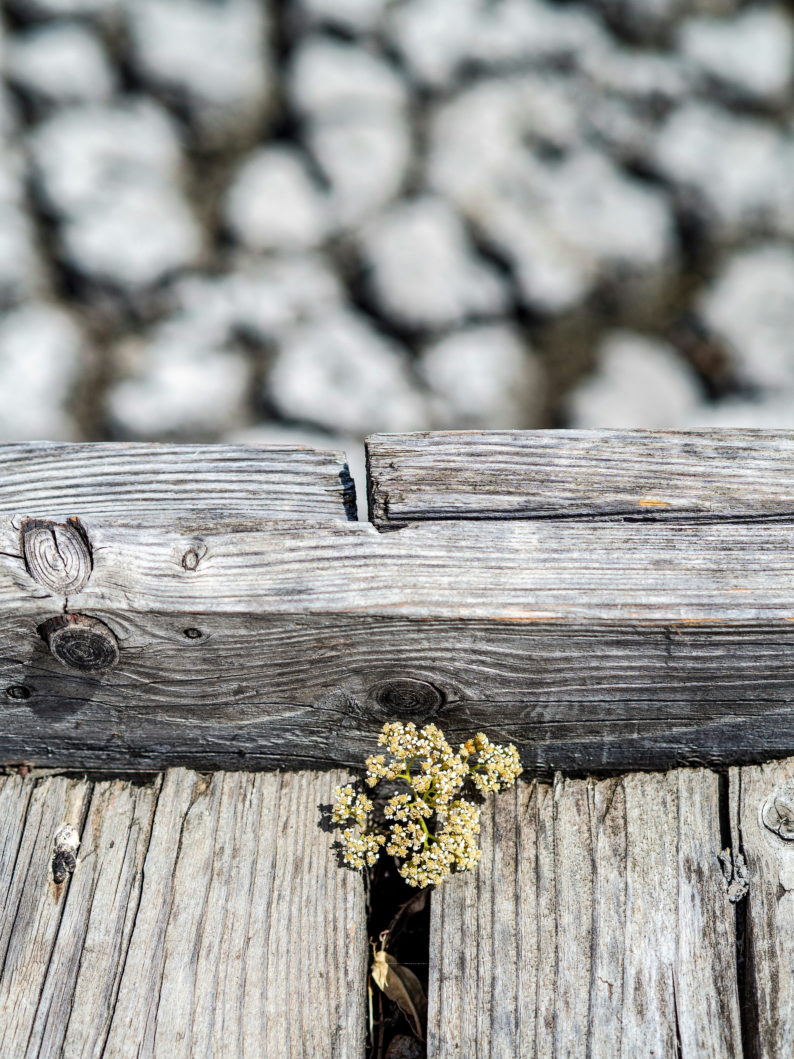 Weathered wood and a stubborn flower clinging to the edge
