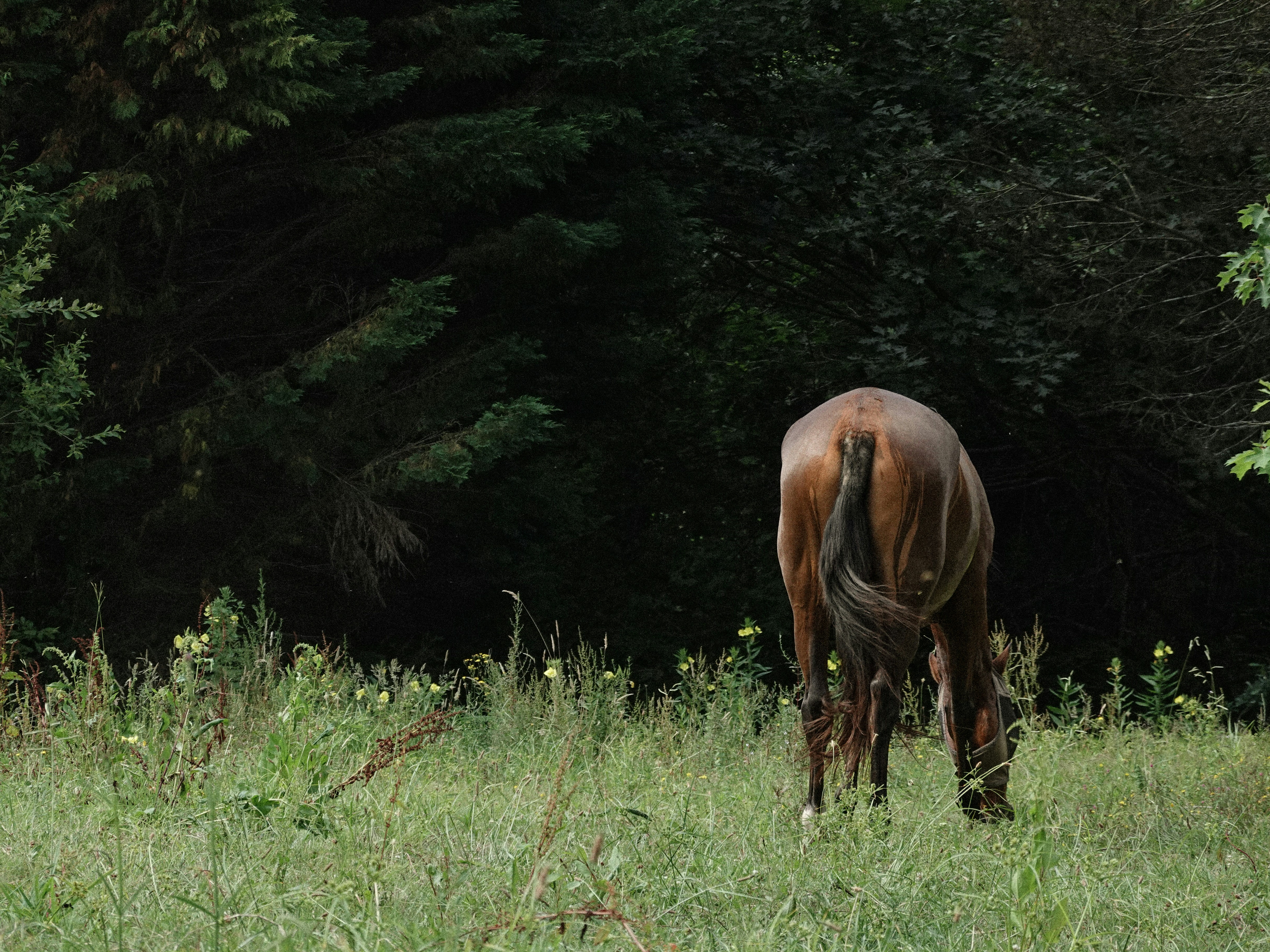 Hind in the Meadow: A Quiet Forest Farewell