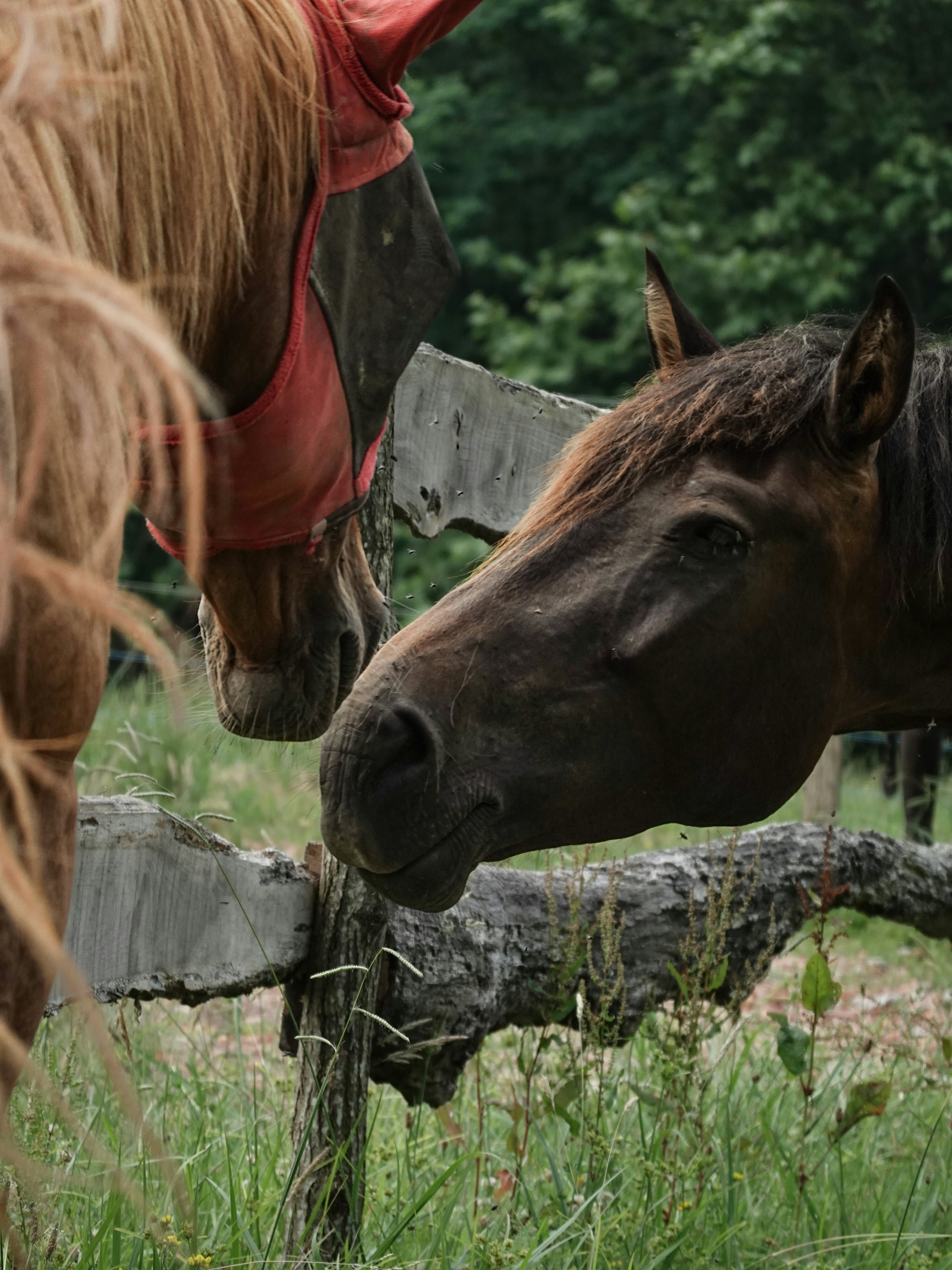 Two Horses at a Weathered Fence: Close Encounter in a Green Clearing