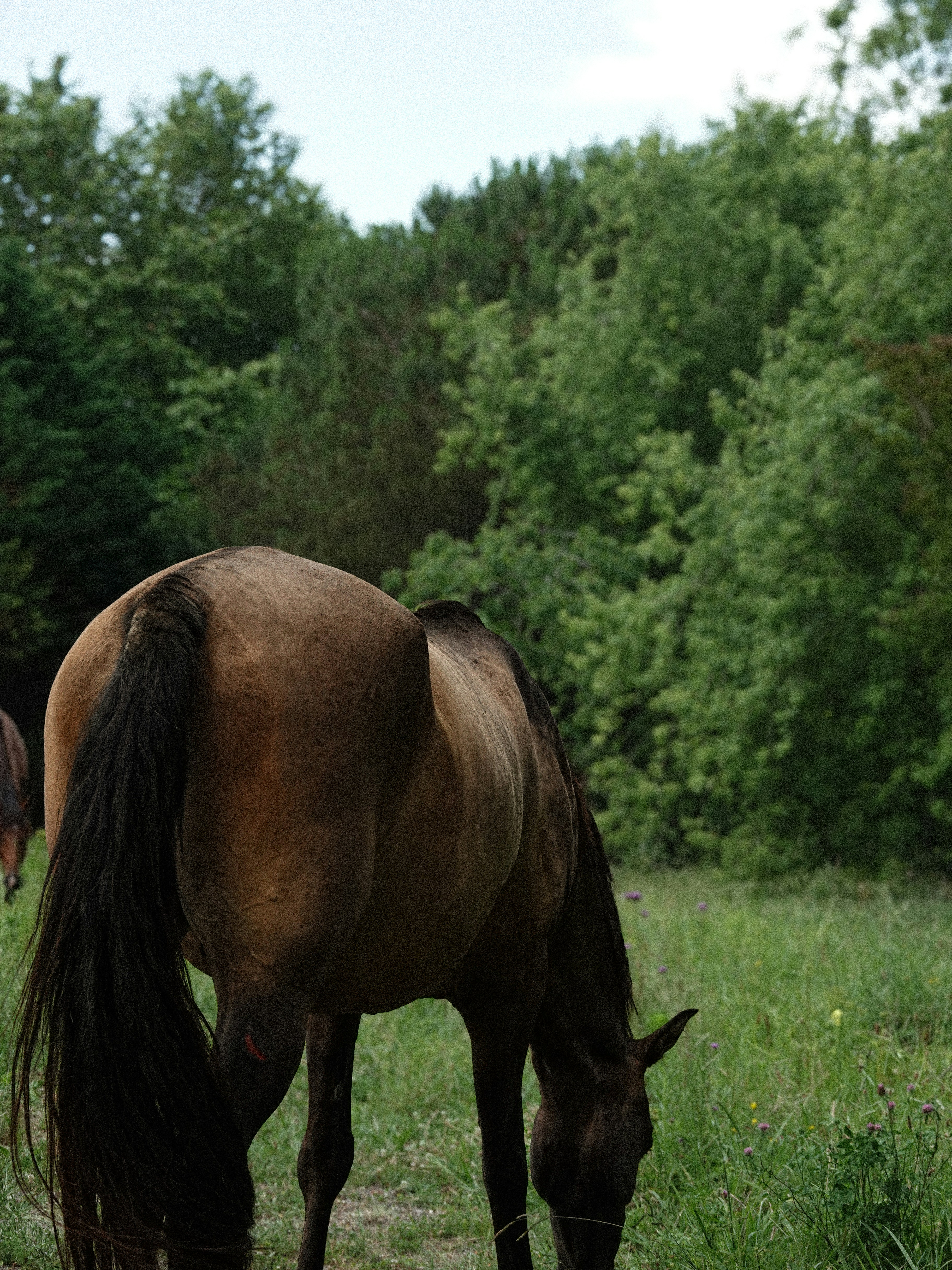 Pasture Portrait: A Brown Mare Grazes Under Green Canopy