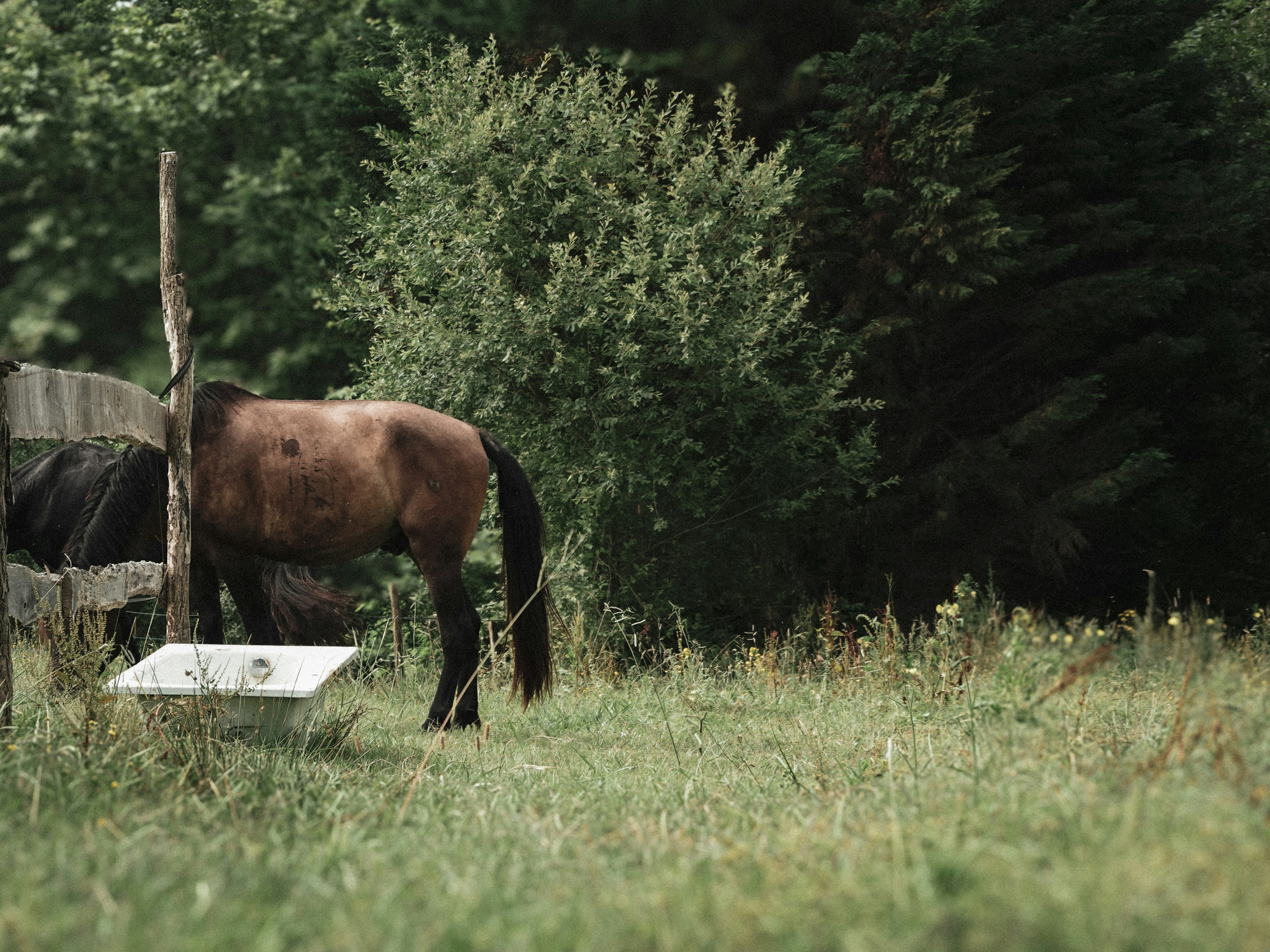 Pasture Steed at Dappled Edge